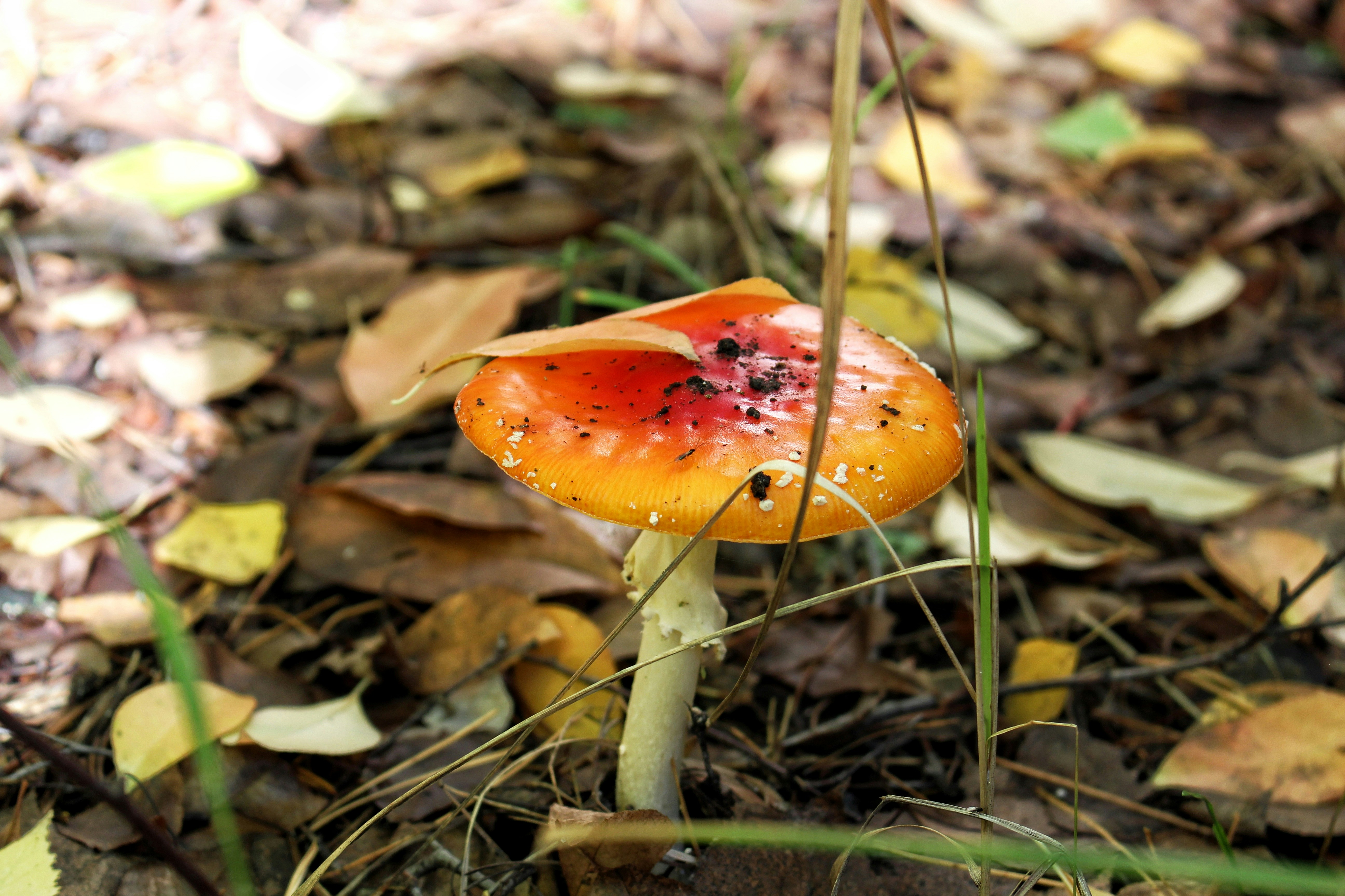 Orange Cortex: A Mushroom Stand Amid Fallen Leaves