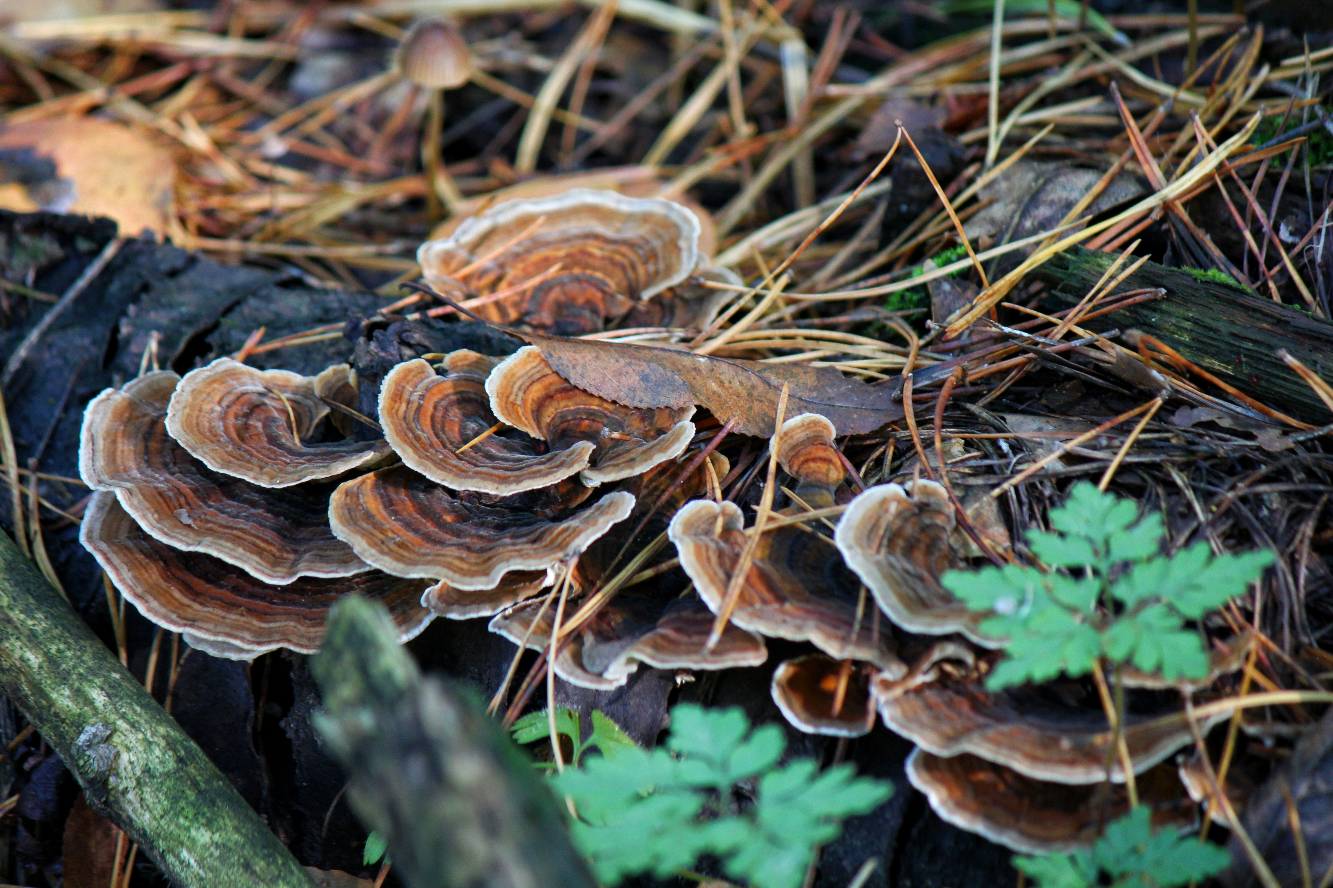 Bracket Choir on the Fallen Log: Fungi in a Dappled Forest Floor