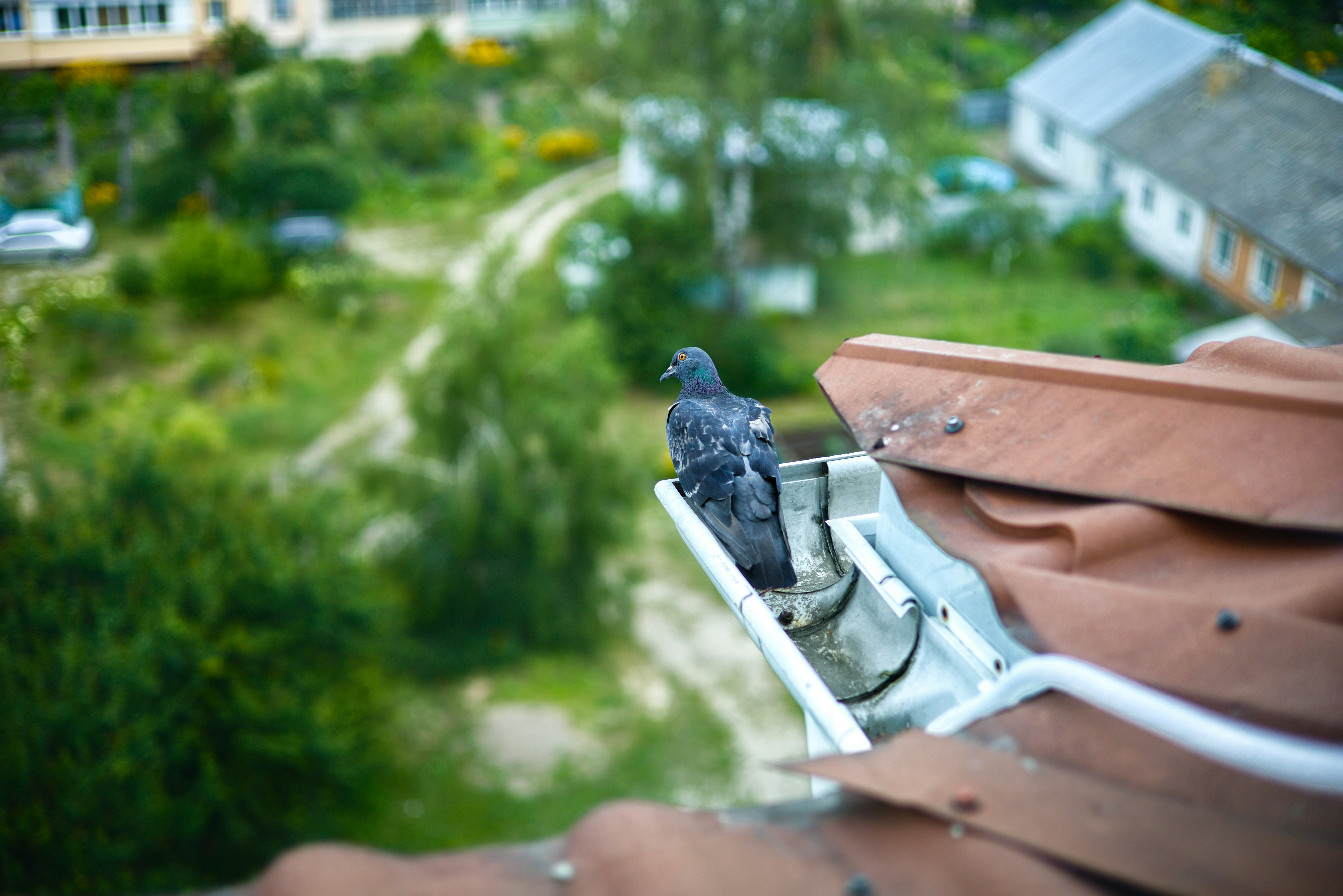 Rooftop Watcher: A pigeon perched on a terracotta ridge overlooking a leafy neighborhood