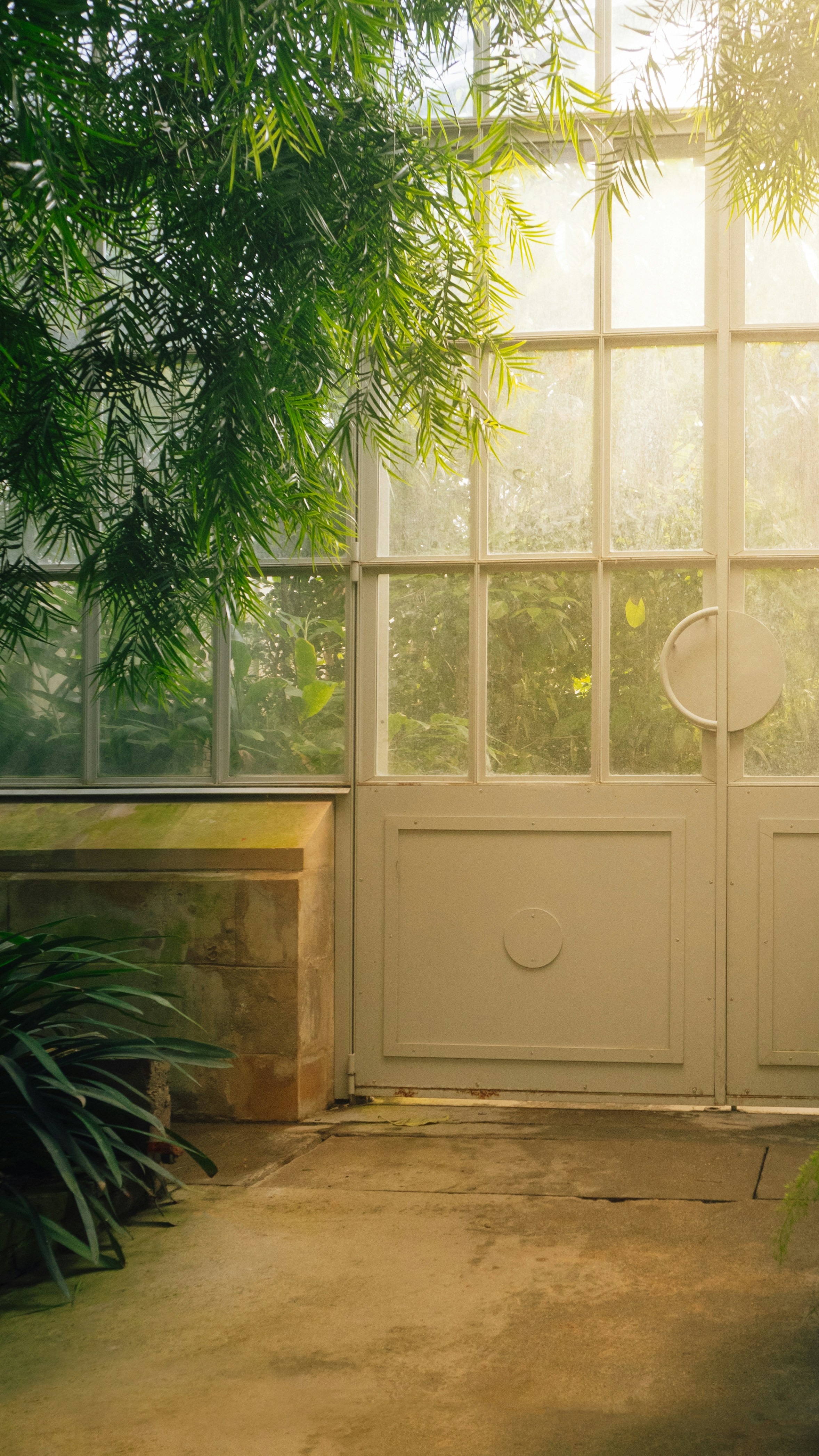 Sunlit Glass Doorway Framed by Lush Greenery