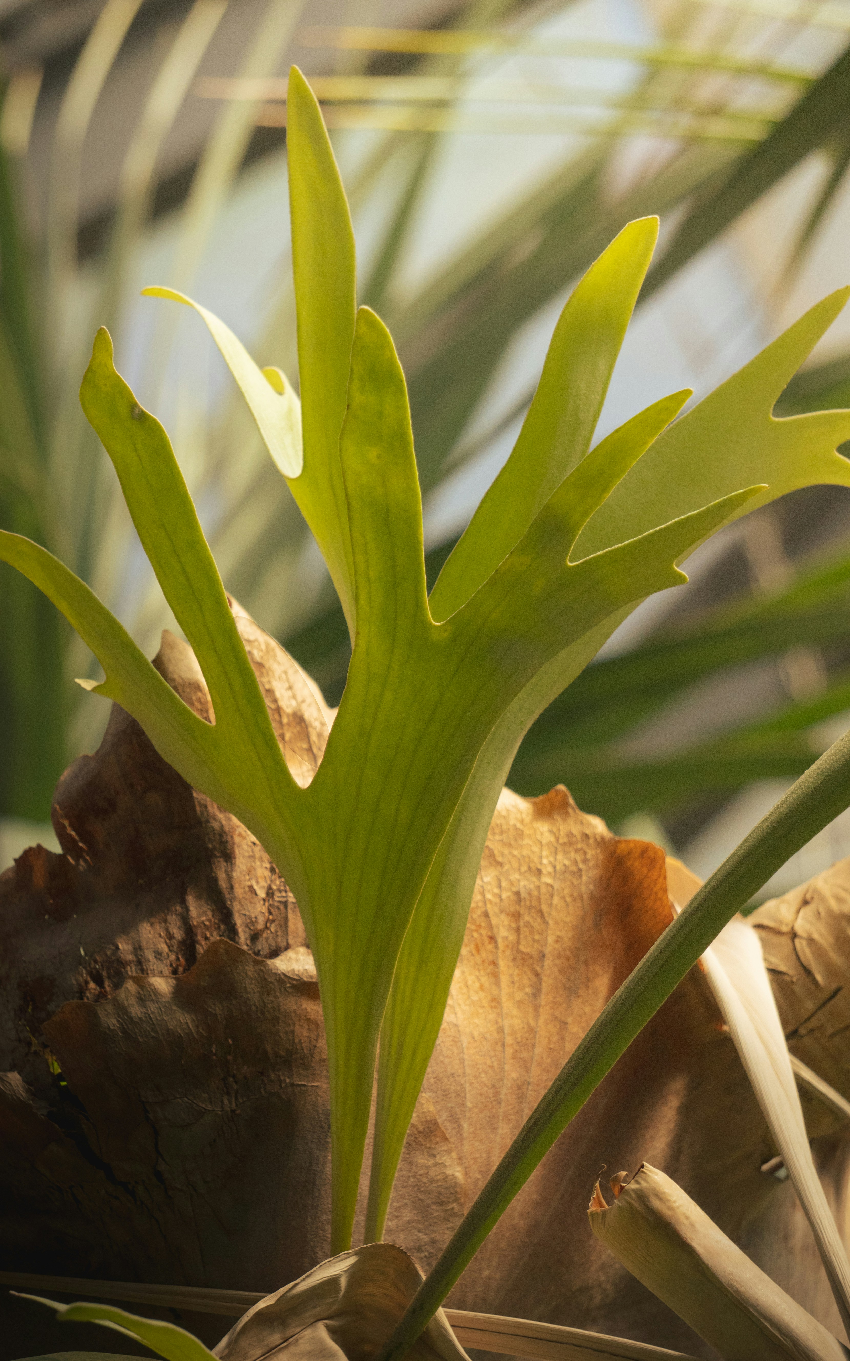 Emergent Fronds: A Close-Up of Green Devotion from Dried Leaf Bed