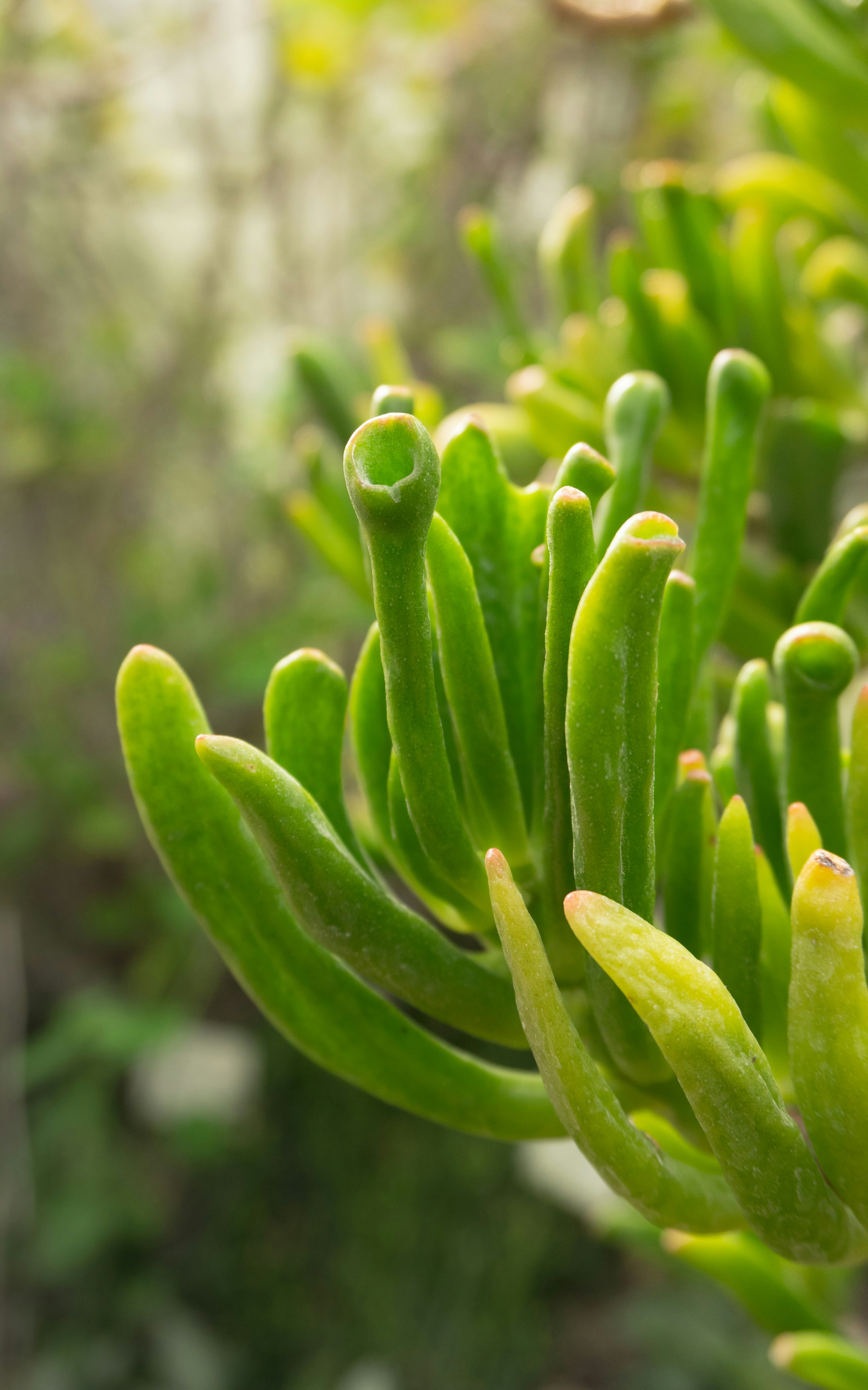 Emerald Fingers: A Close-Up of Succulent Cataphylls Reaching Toward the Light