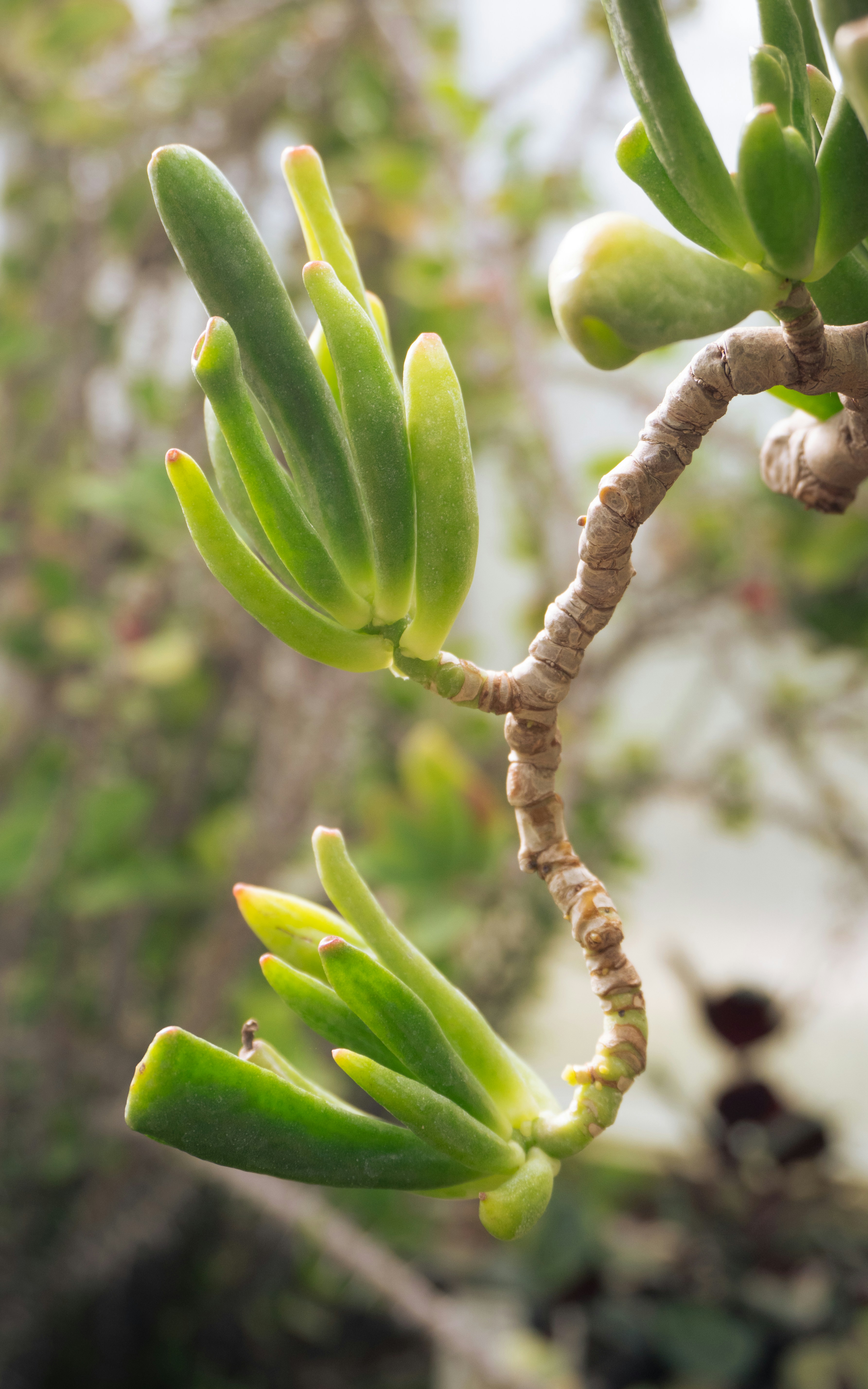 Juvenile Succulent Tendrils Climbing a Worn Branch