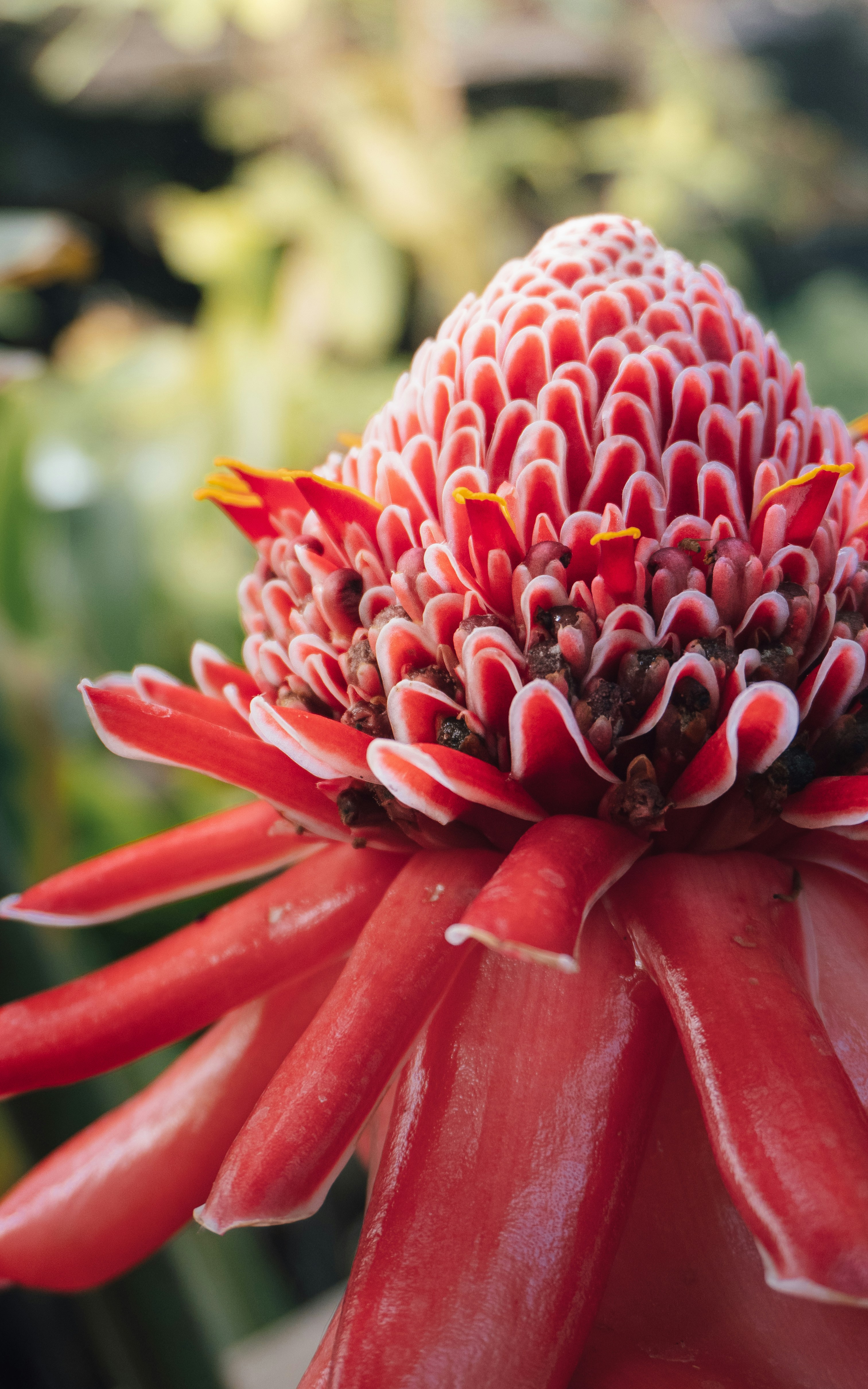 Close-up Crimson Bloom: The Centered Cone of Petals