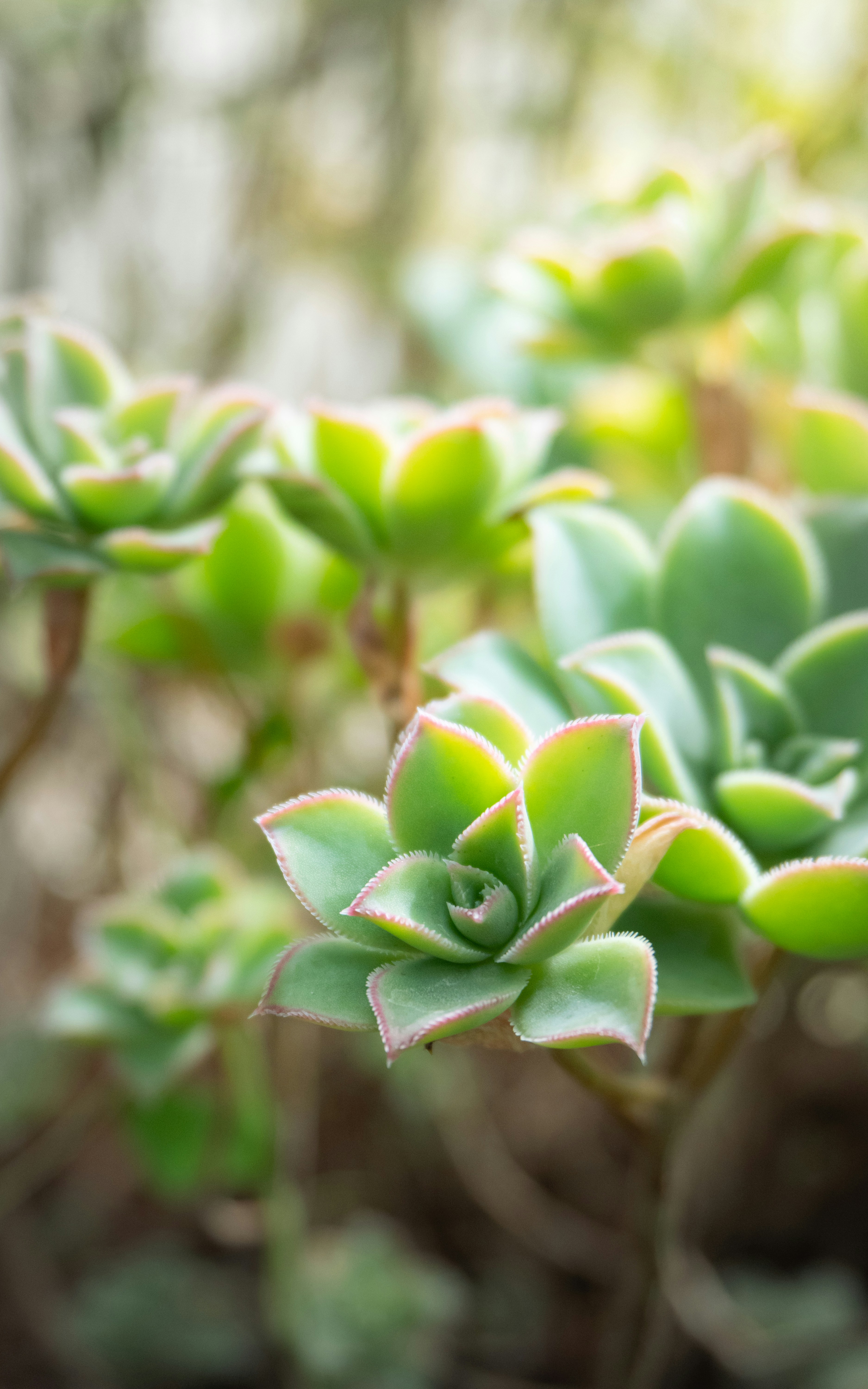Close-up of a succulent rosette: emerald leaves with pink-edged margins