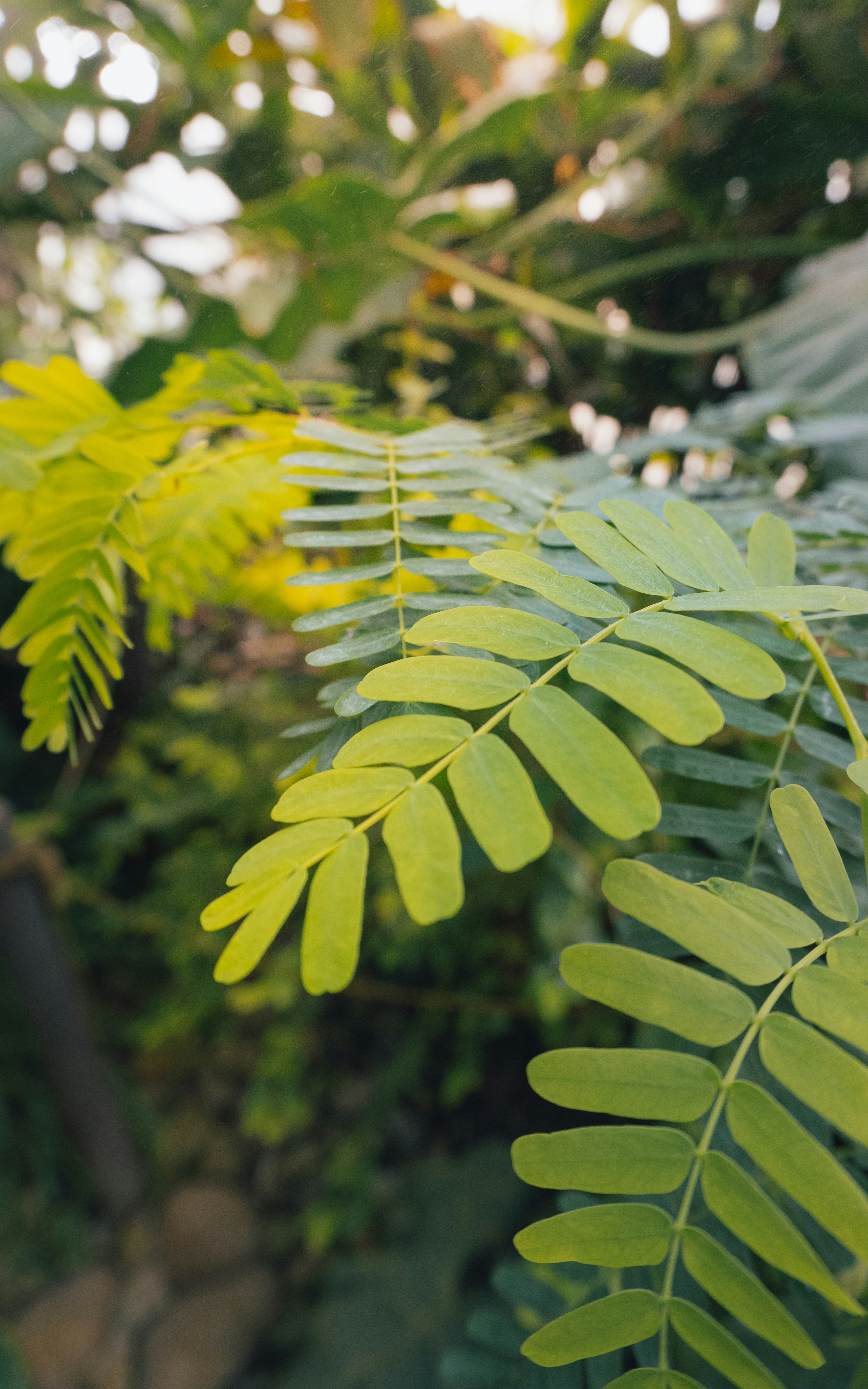 Lush Ferns in Soft Focus Sunlight