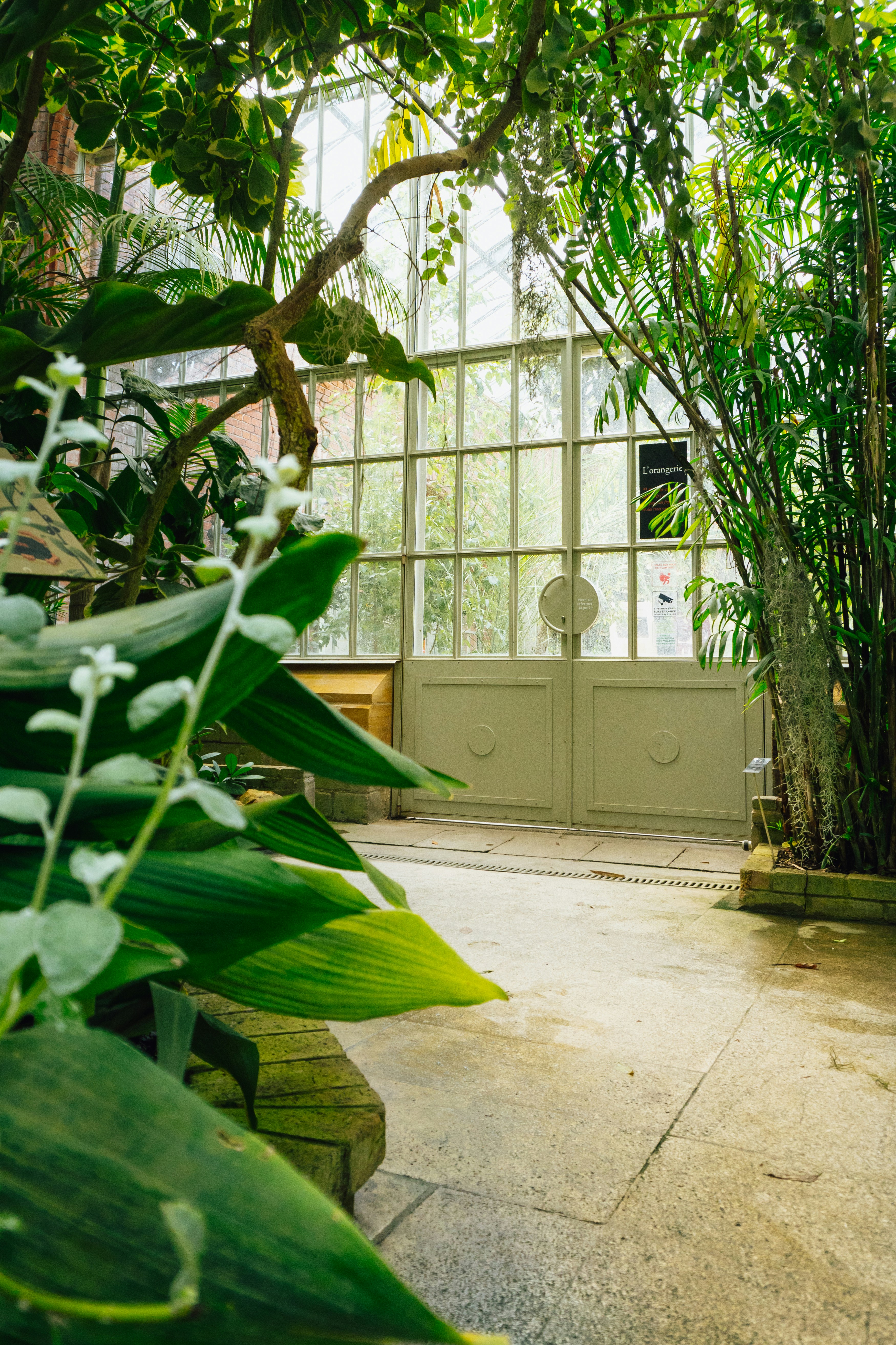 Sunlit Glasshouse Aglow: A Verdant Corridor of Light