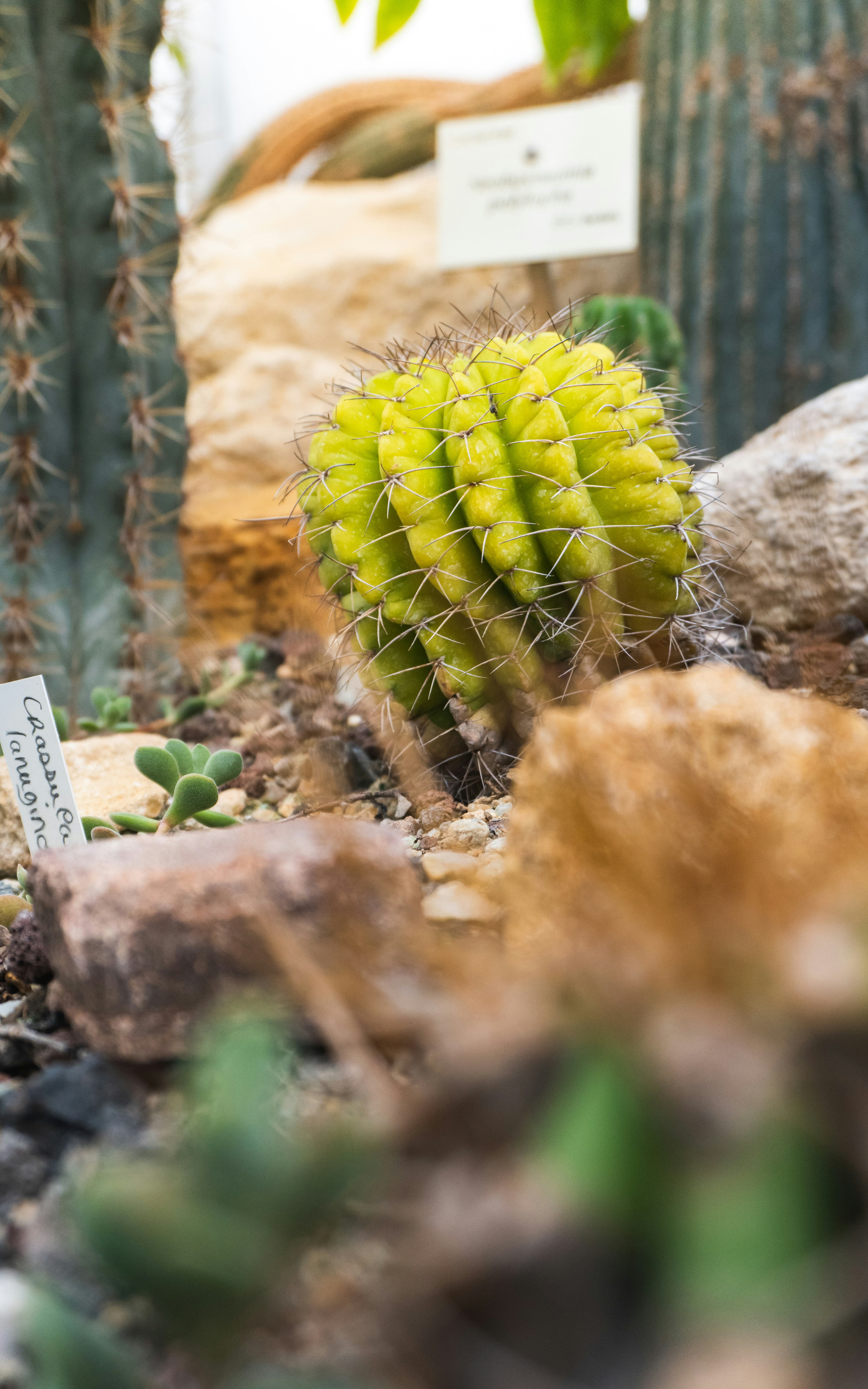 Cactus Crown: A Sunny Barrel Among Stones