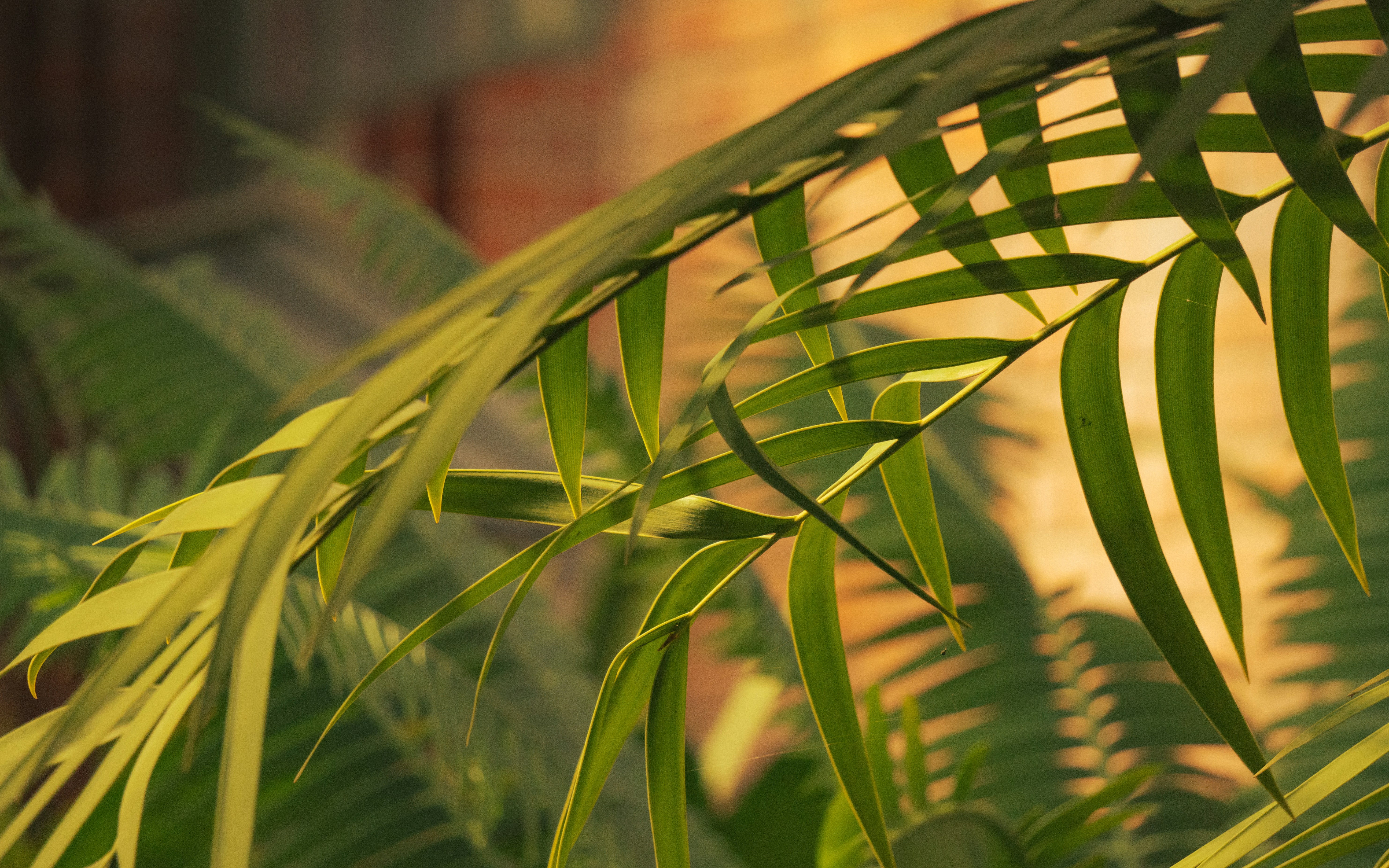 Sunlit Ferns in Quiet Greenhouse Veil