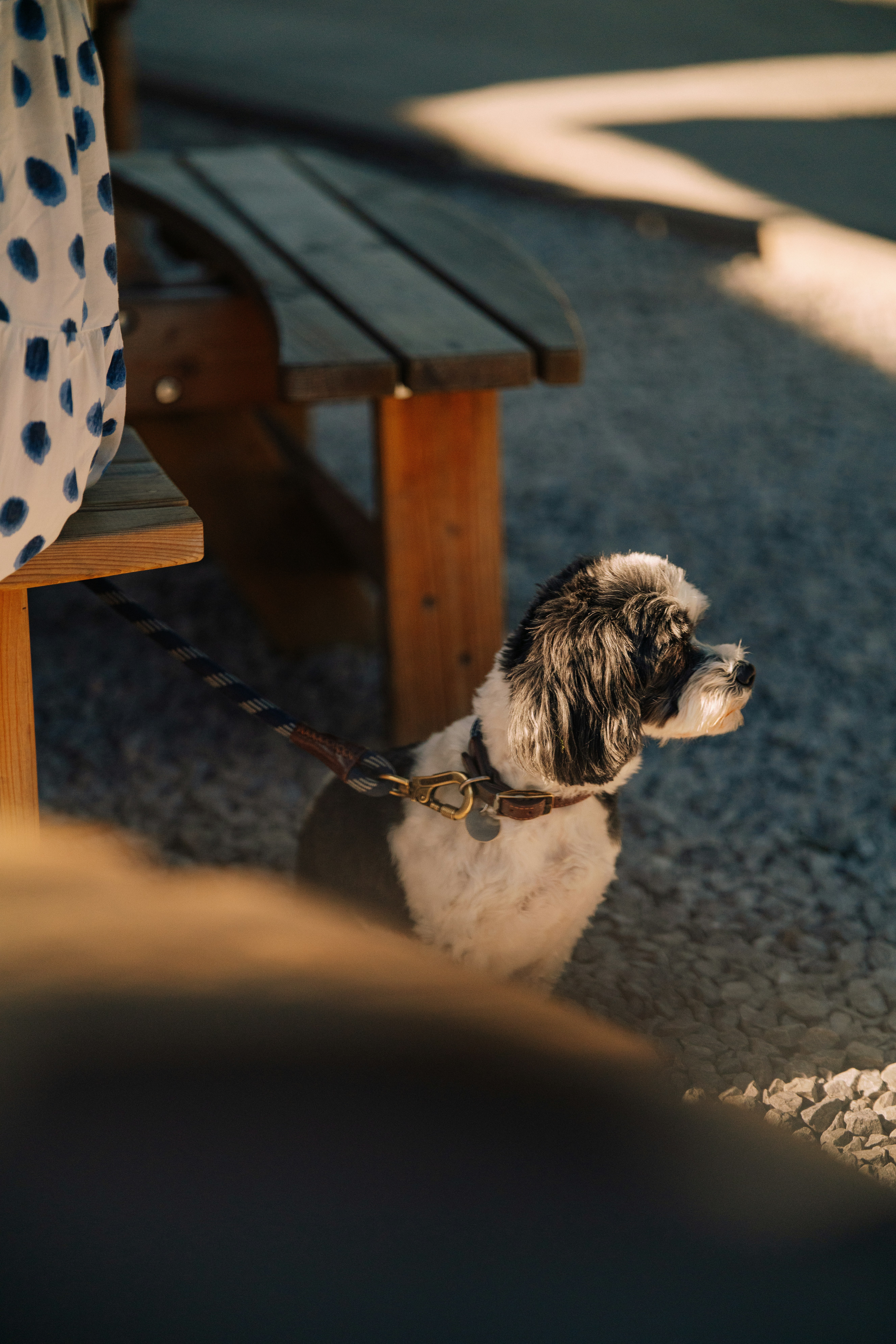 Leashed Pup in the Park: A Quiet Moment by the Wooden Bench