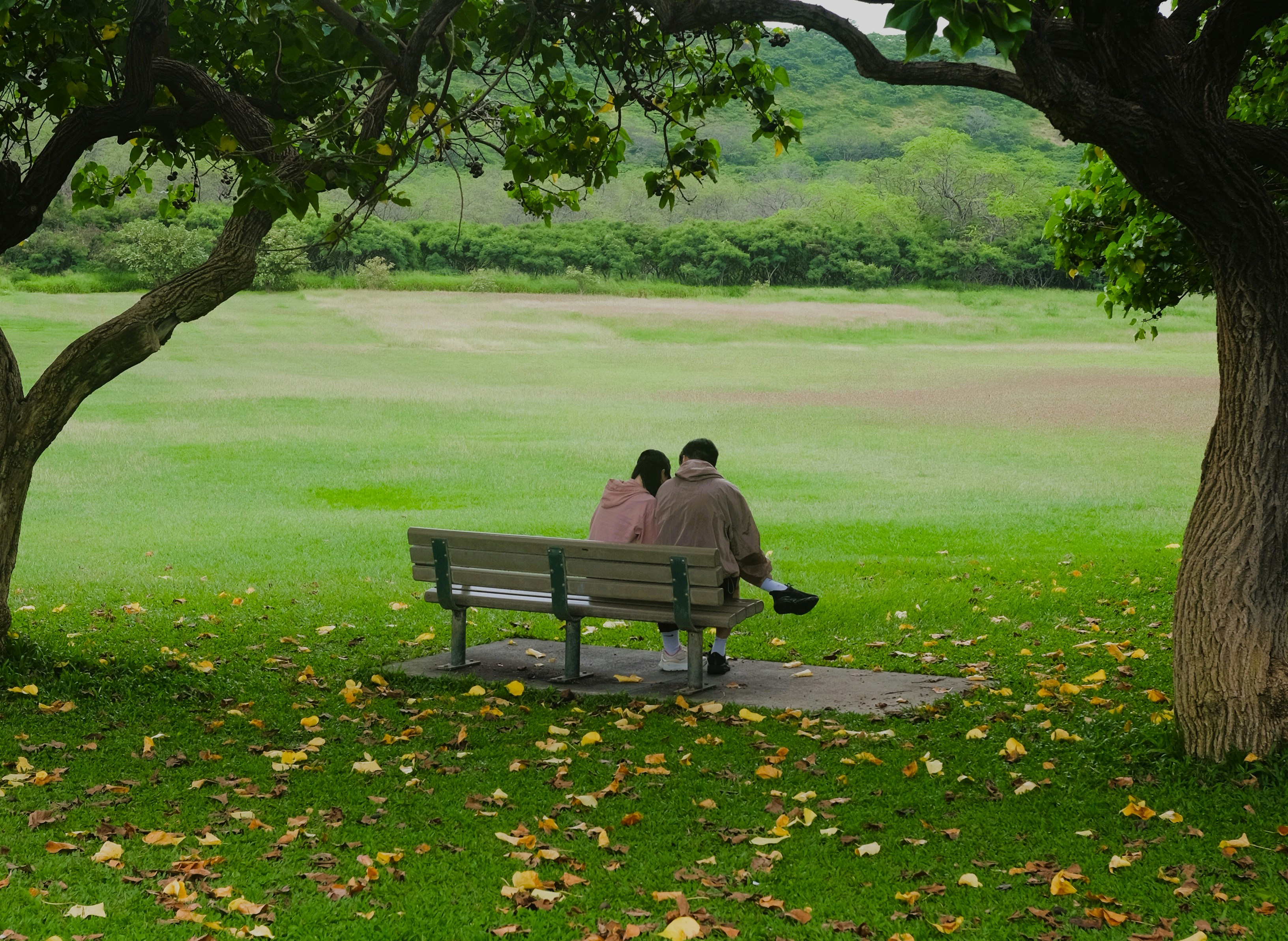 Quiet Moment on a Park Bench Under Orchard Canopy
