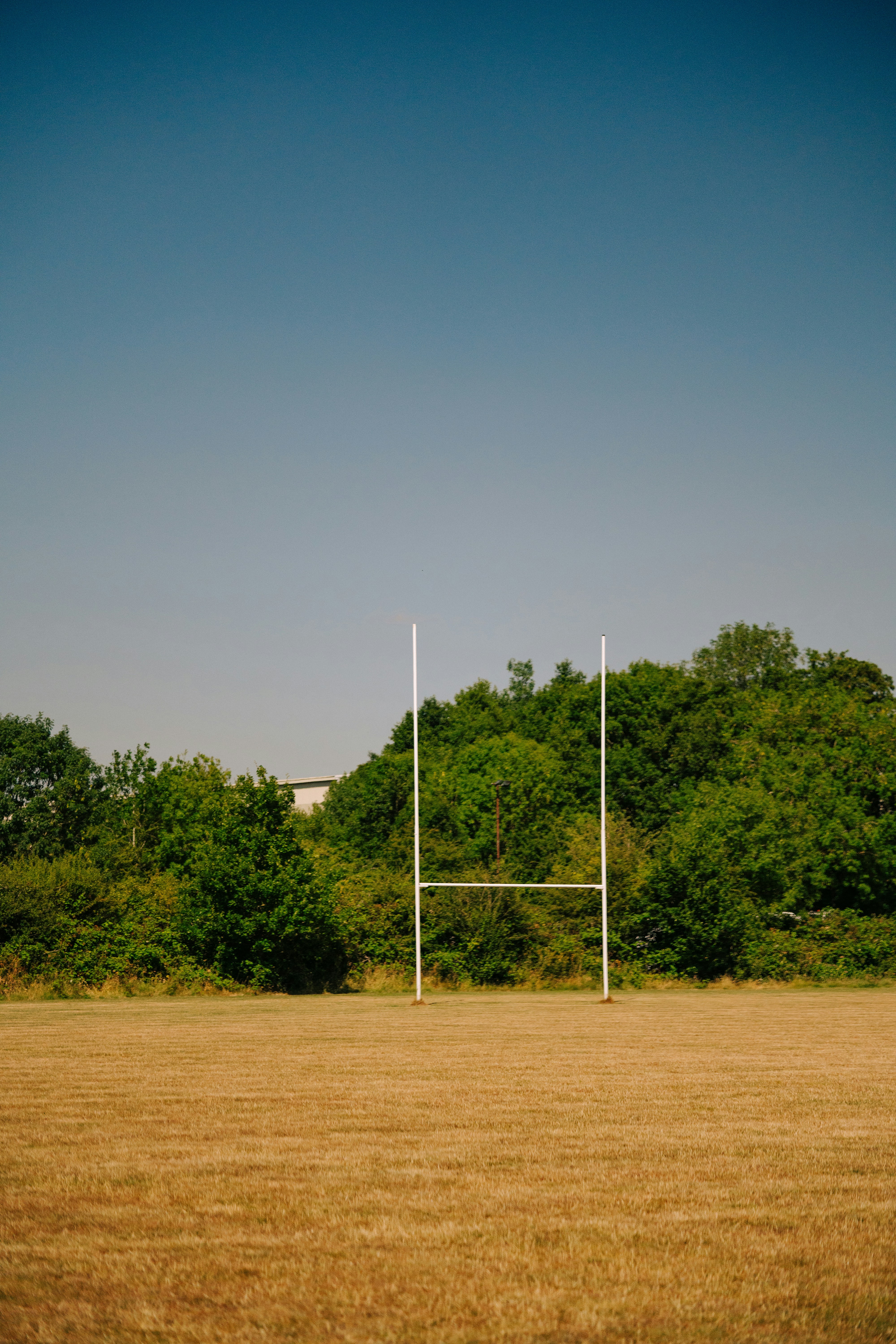 Stance of the Uprights: A Quiet Field Under a Wide Sky