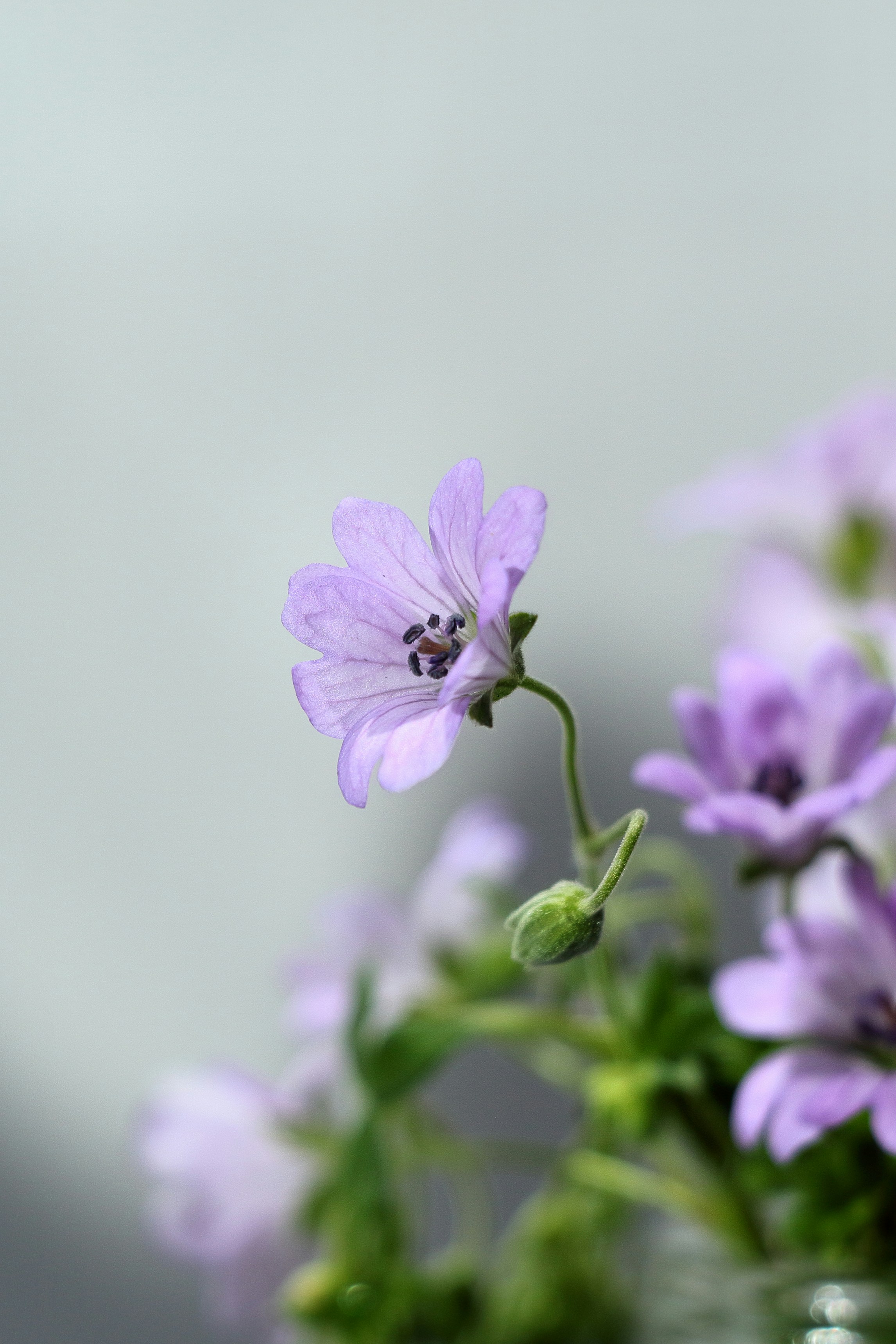 Lavender Bloom: A Delicate Petal in Soft Focus