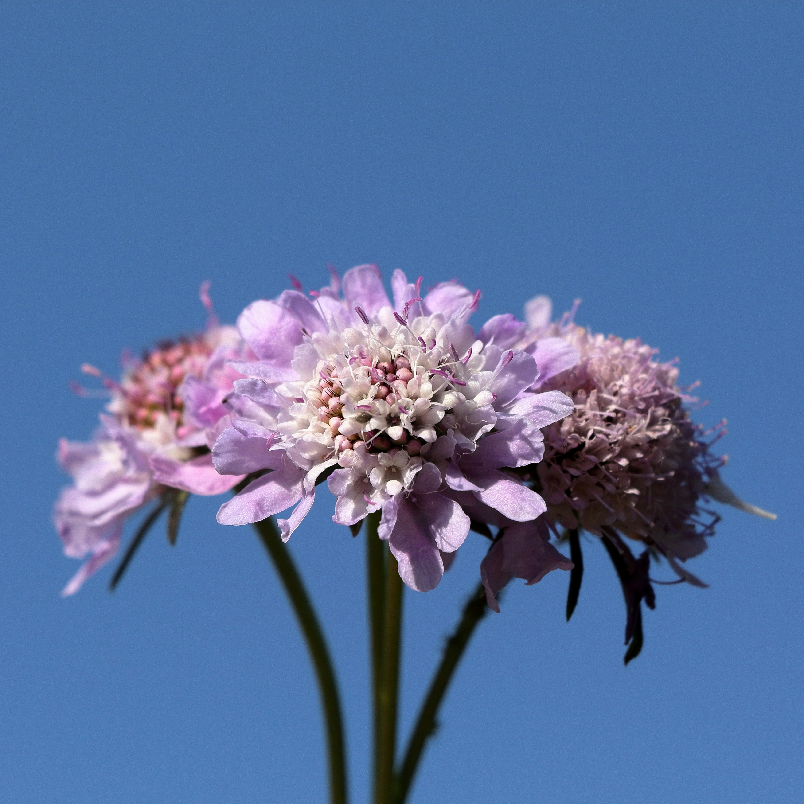 Lavender-pink flowers stand against a crisp blue sky, forming a compact cluster with delicate petals and a hint of green stems.