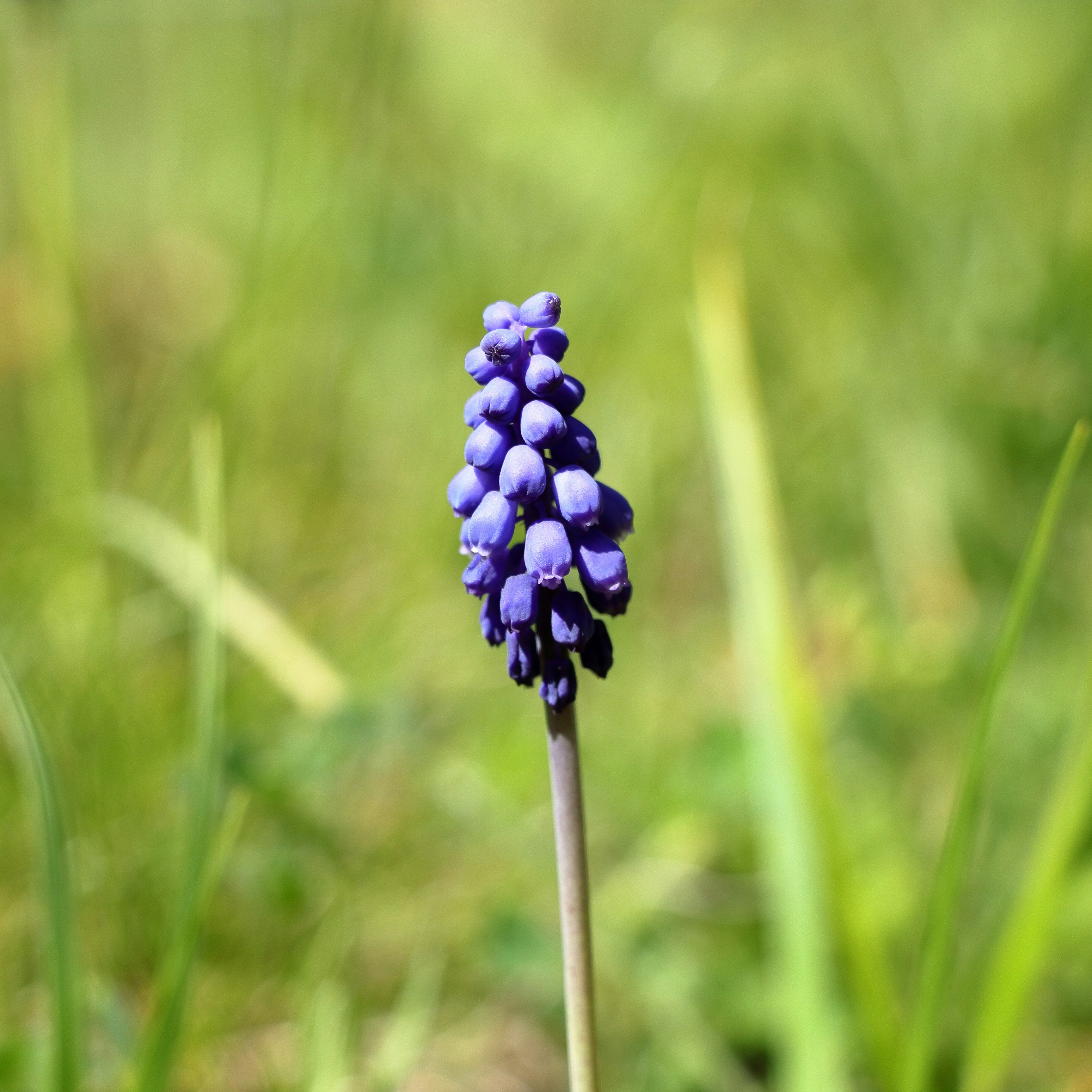 Midfield Violet: A lone grape-hyacinth in a sunlit meadow