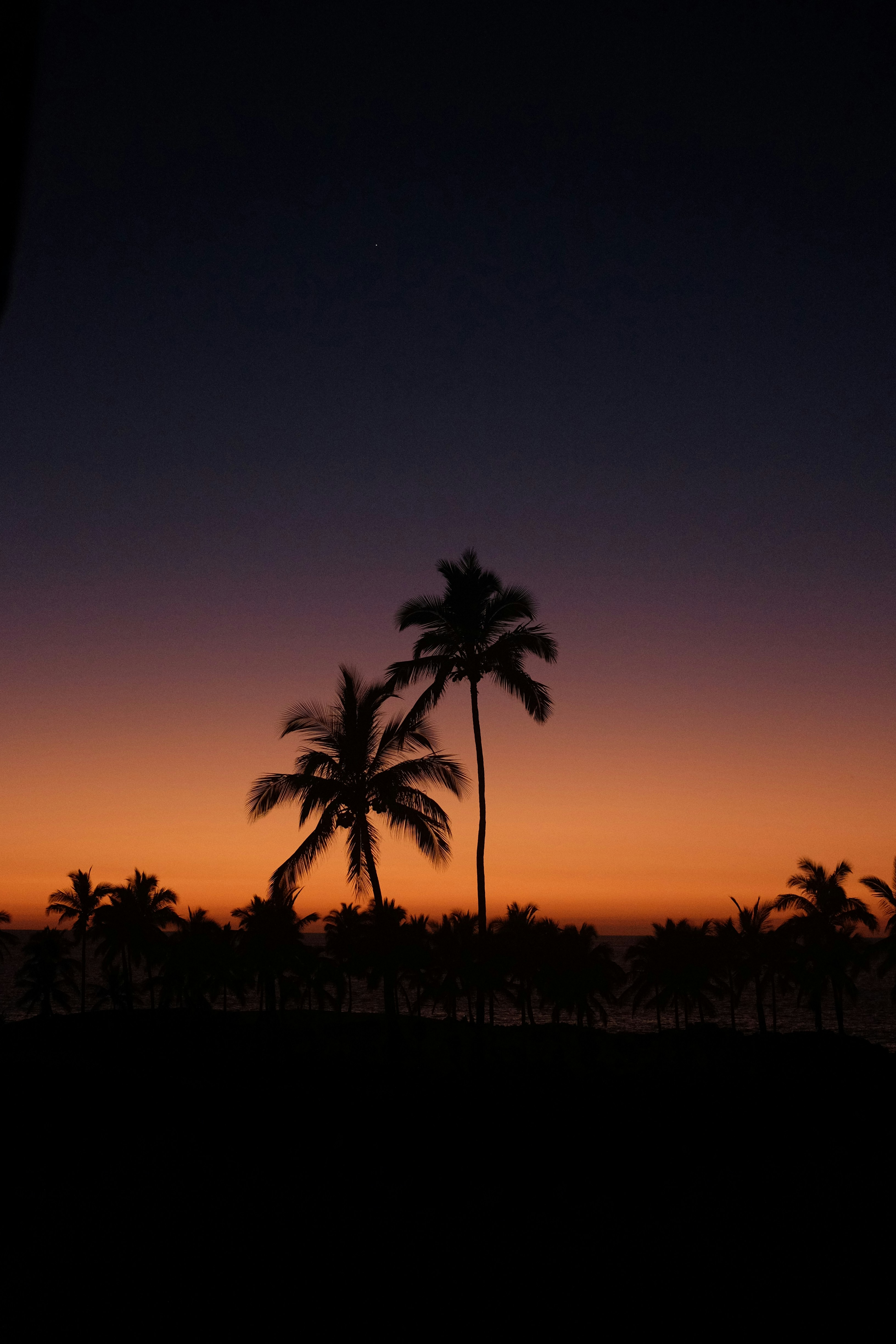 Silhouetted Palms at Twilight Over a Quiet Shore