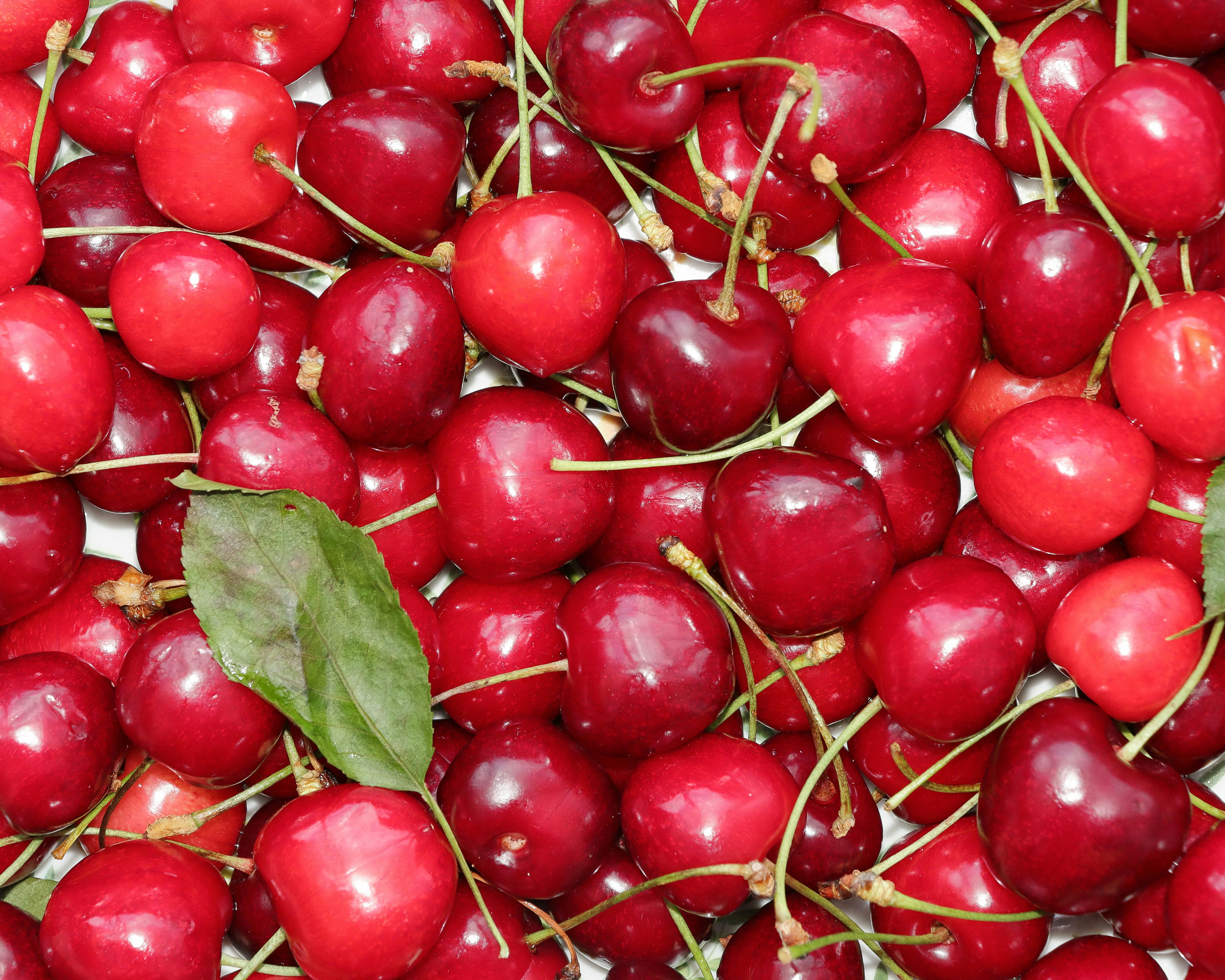 Crimson Orchard: A Close Clutch of Cherry Berries
