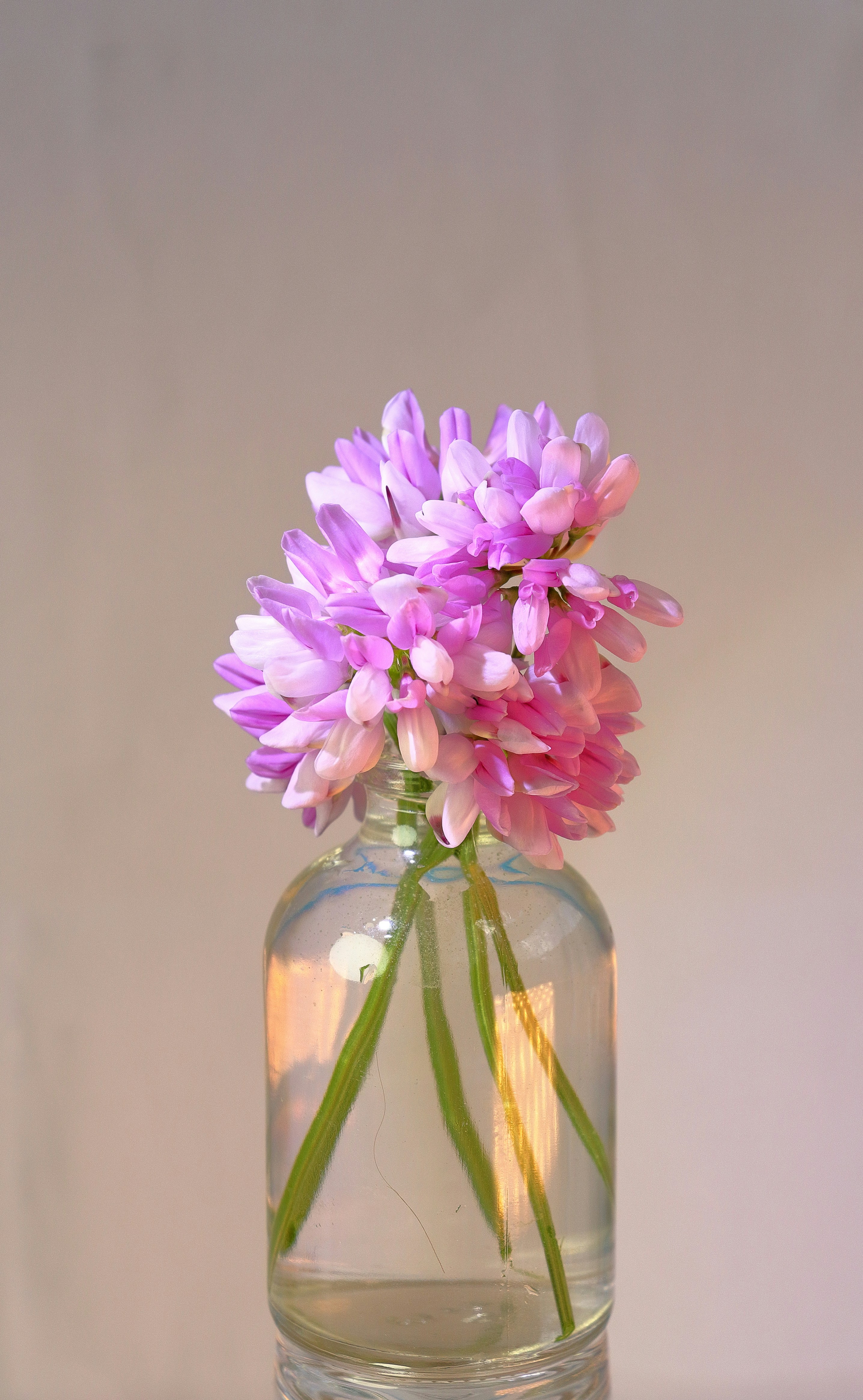 Pink Hyacinth Bouquet in Clear Glass Bottle