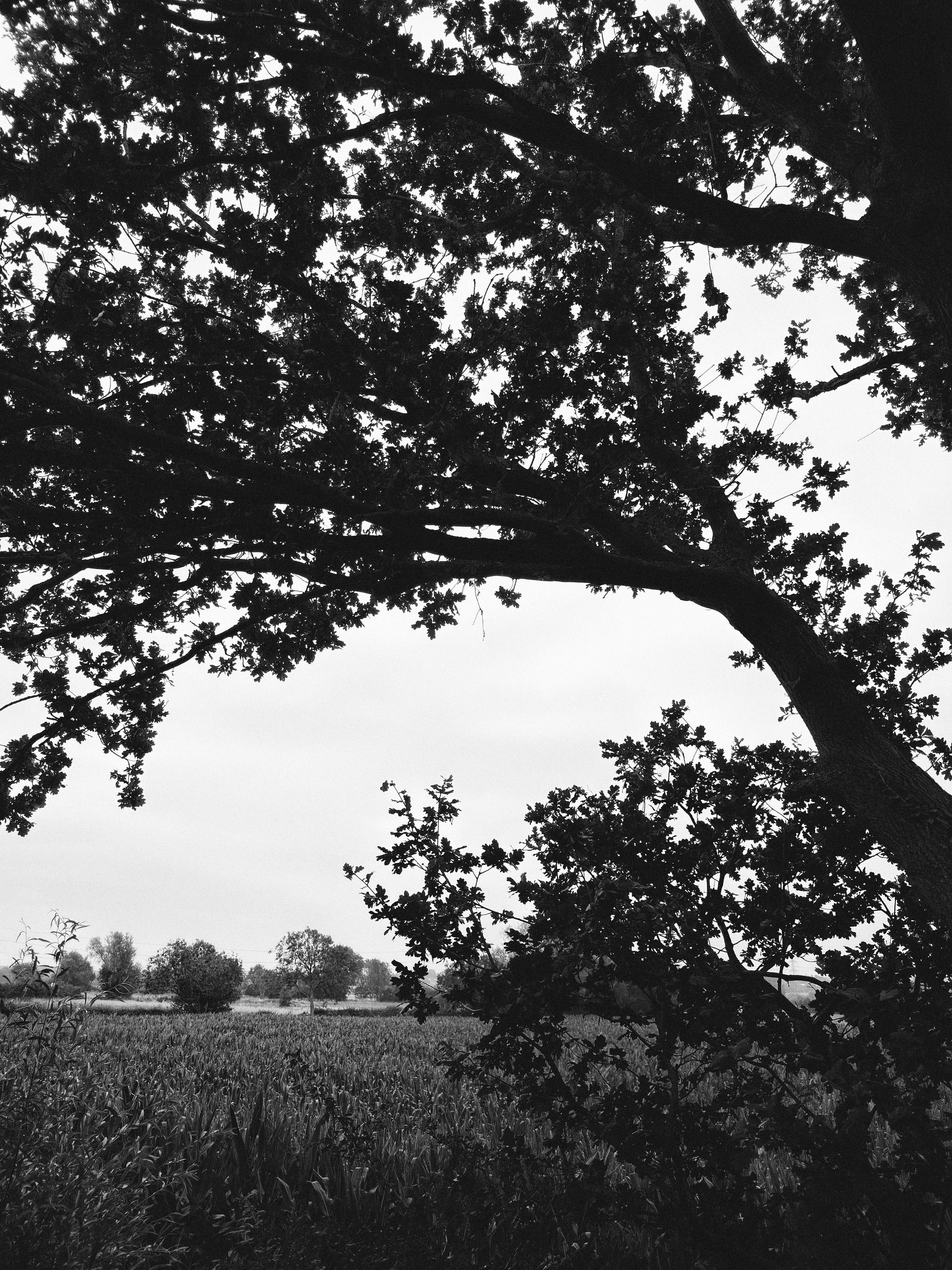 Bare Branches and Field Edge in Monochrome Orchard