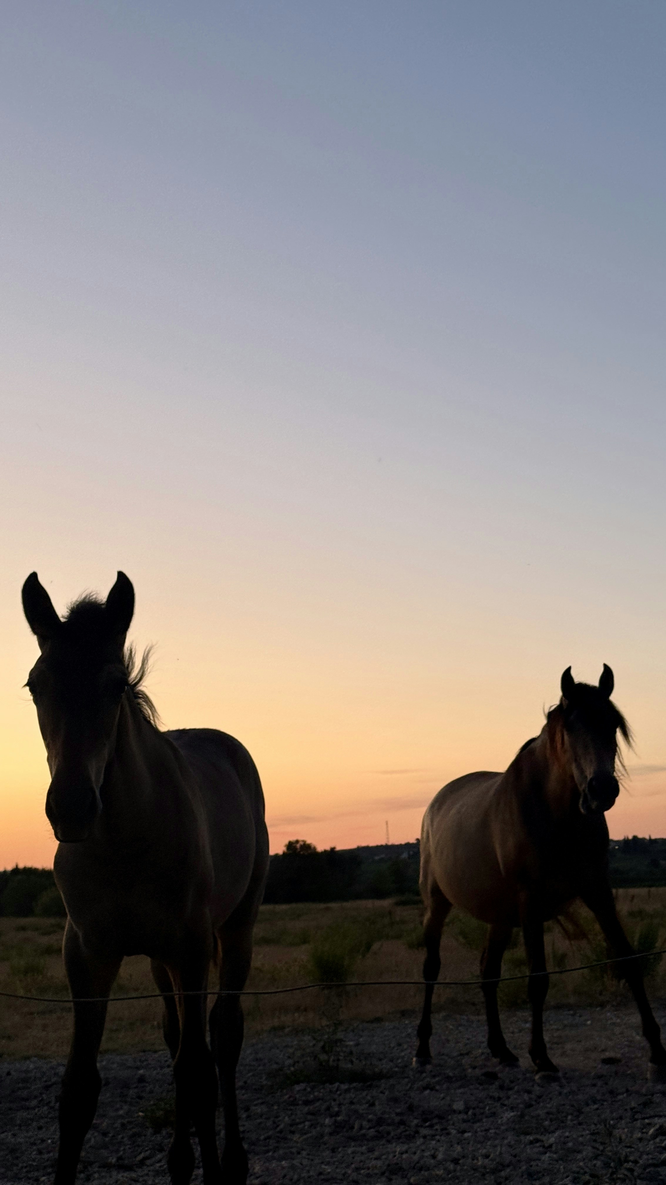 Horizon of Hooves: Two Horses at Dusk
