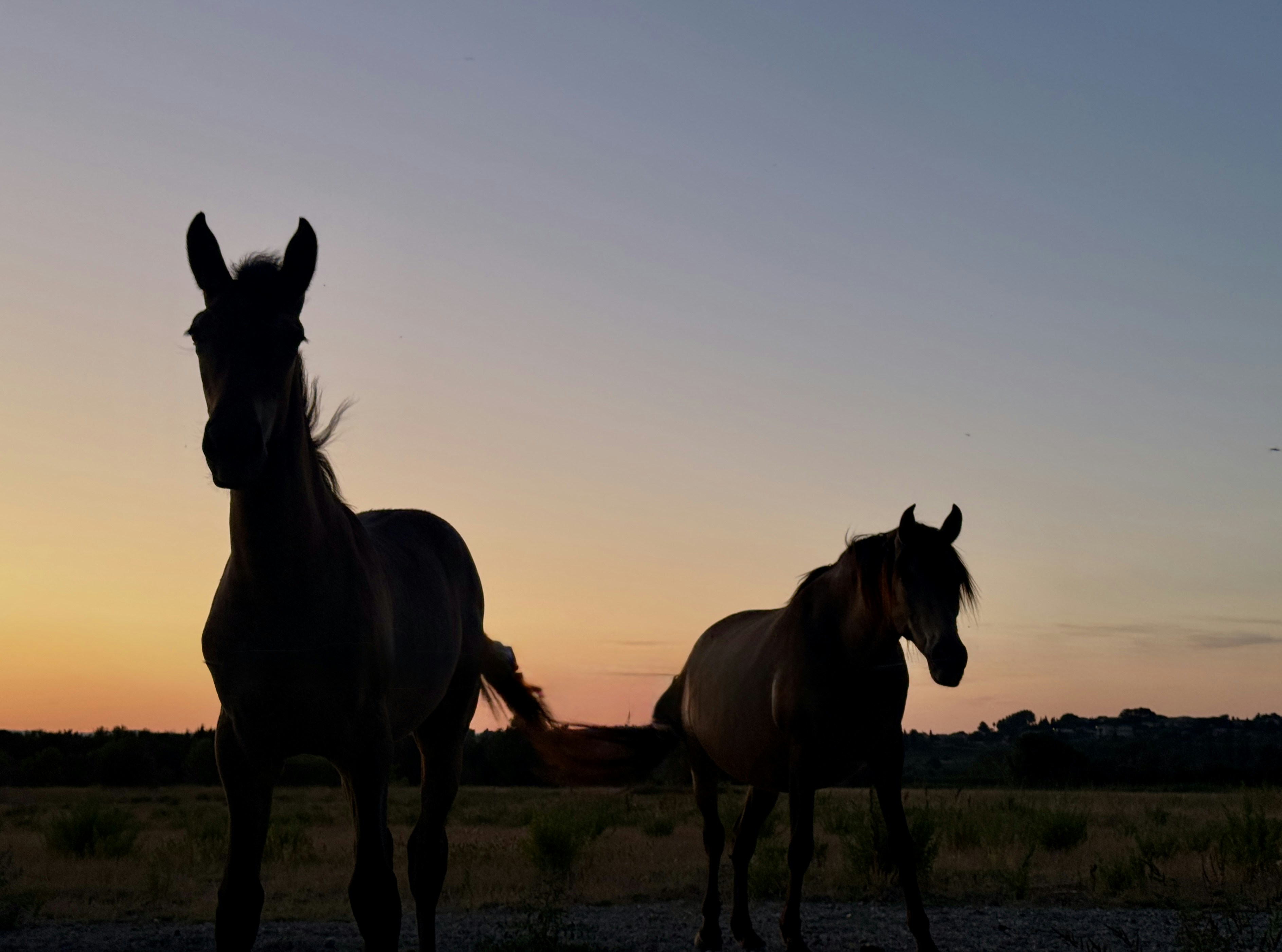 Dusk-Glint: Two silhouettes at the edge of the plains