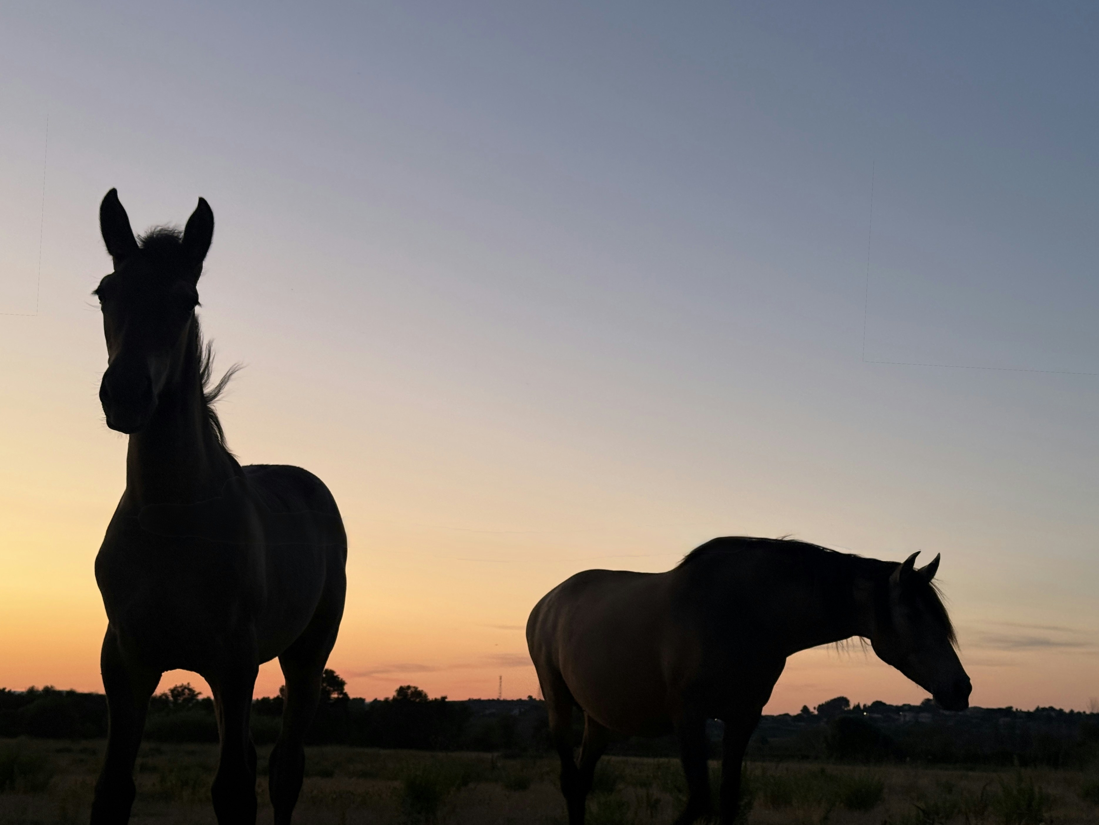 Dusk Silhouettes: Dual Horses at Horizon