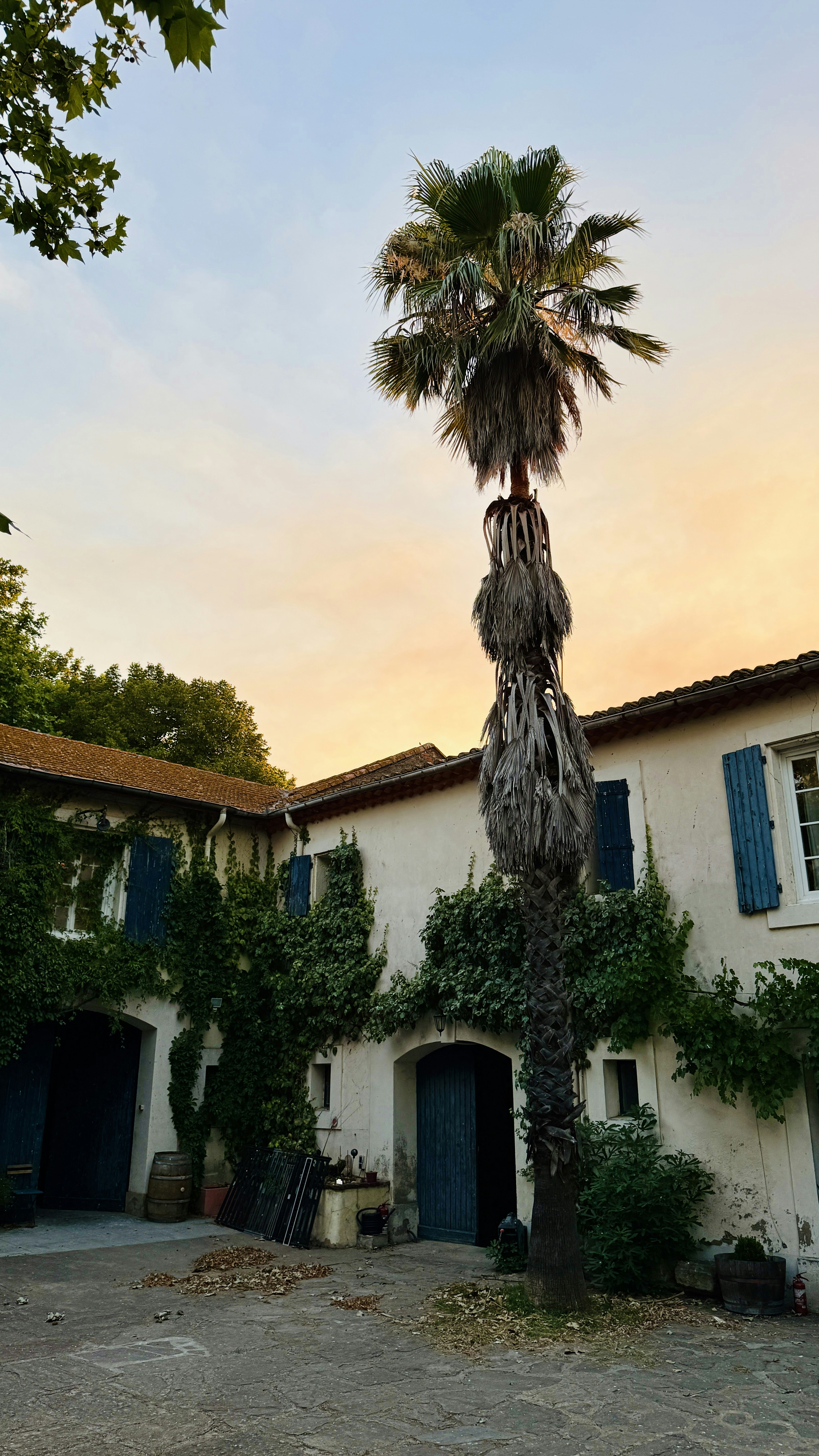 Sunset Palm Over Courtyard Villa