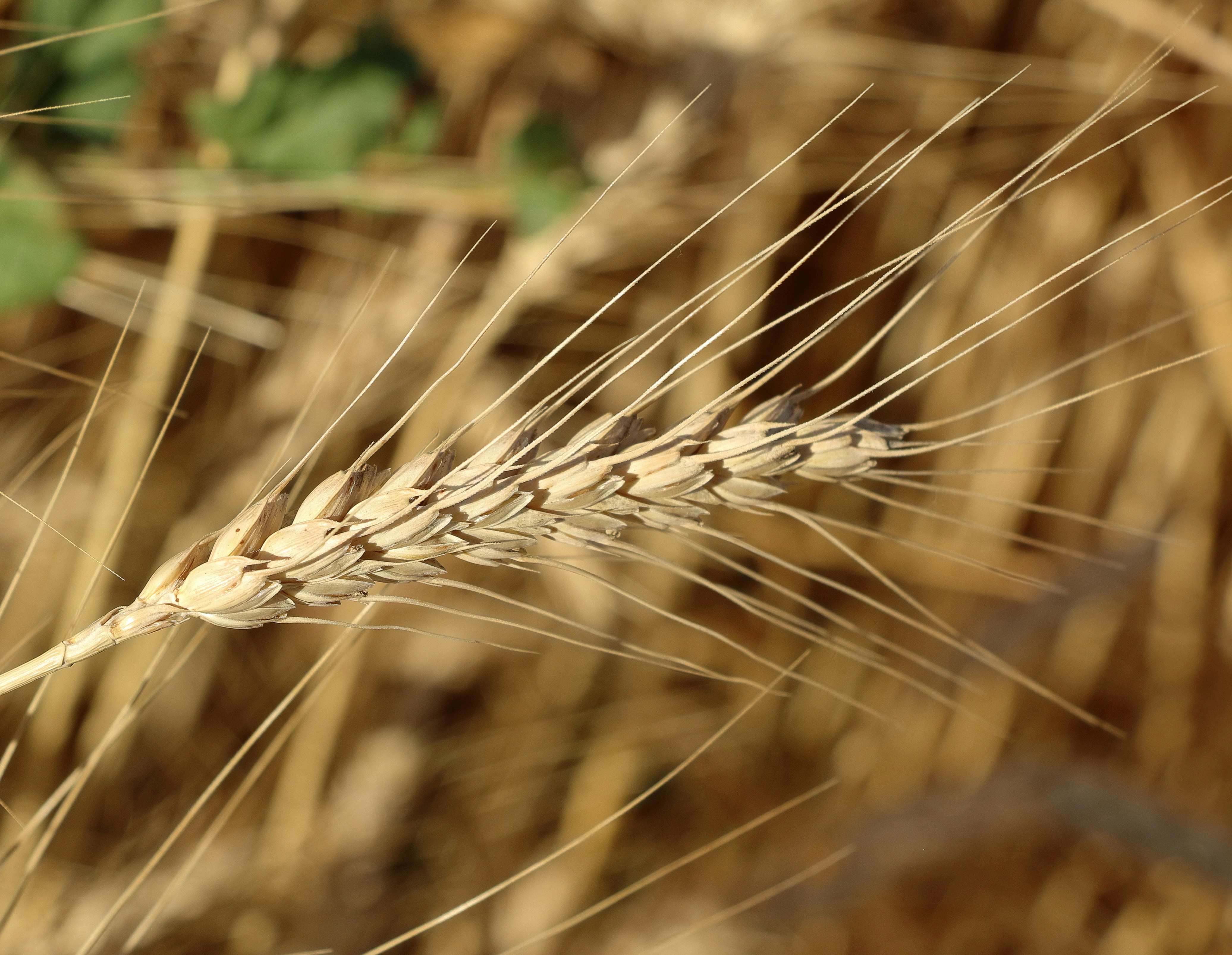 Golden Spike: a solitary grain in the sunlit barley