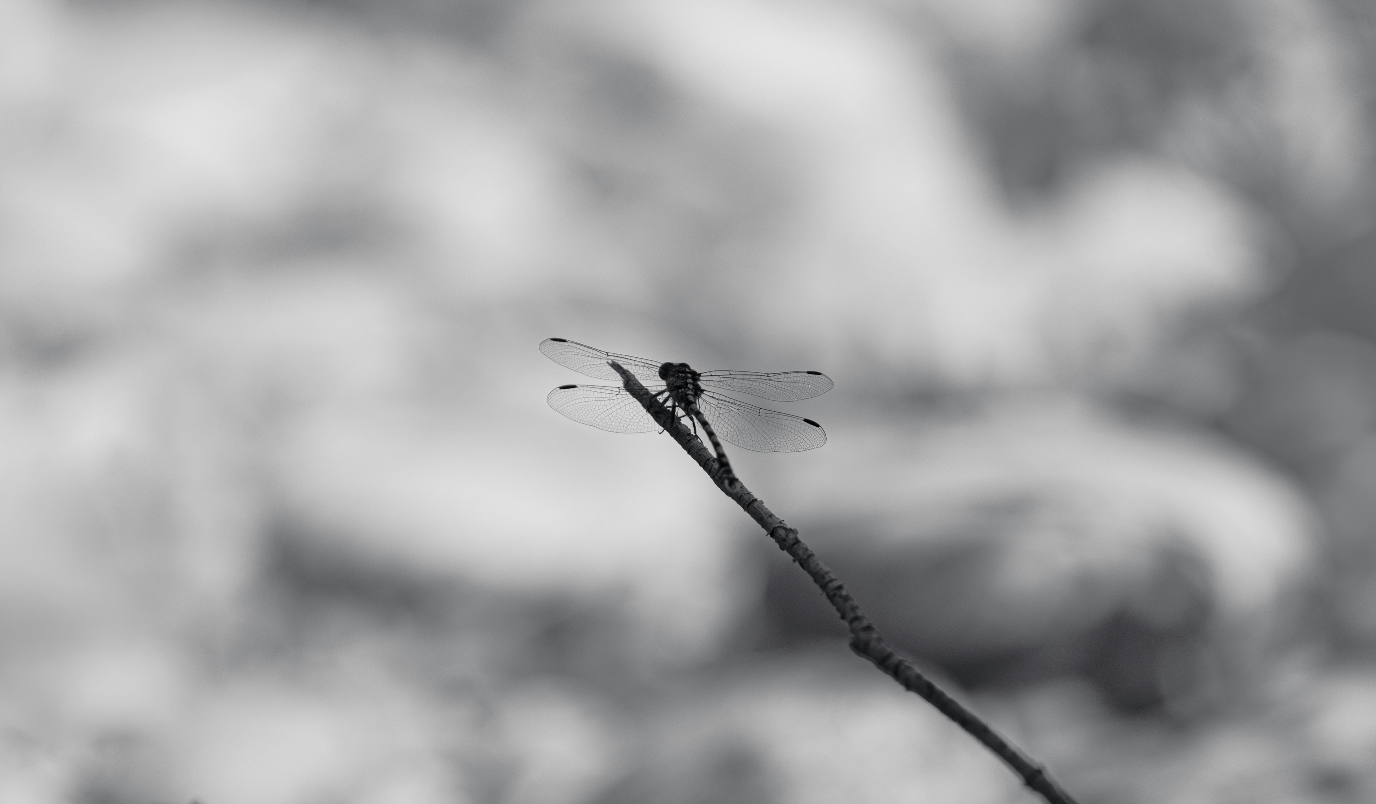 Quiet Perch: A Dragonfly on a Slender Thread