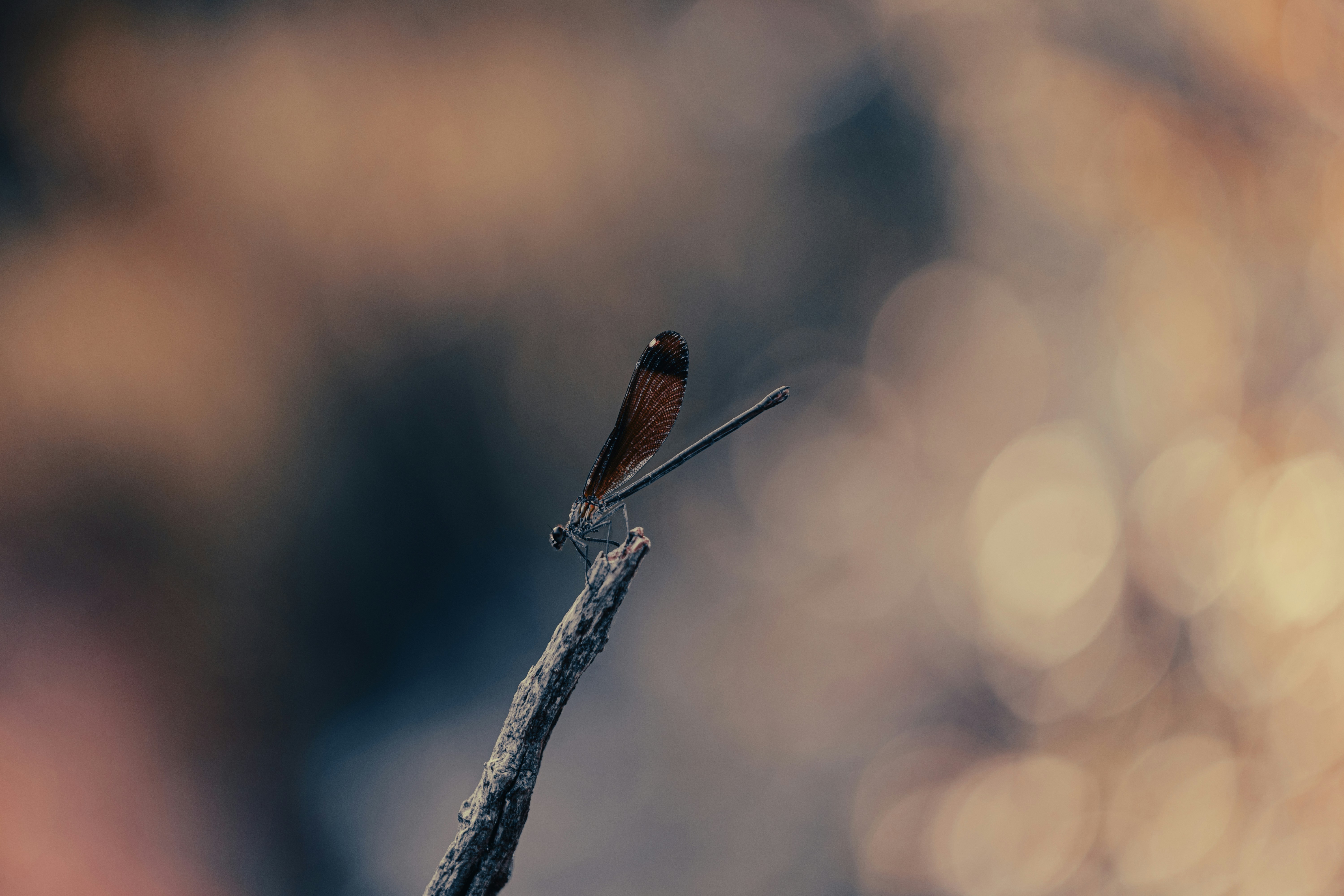 Close-up of a single dragonfly perched on a thin, weathered twig with a soft, bokeh background of warm evening tones.