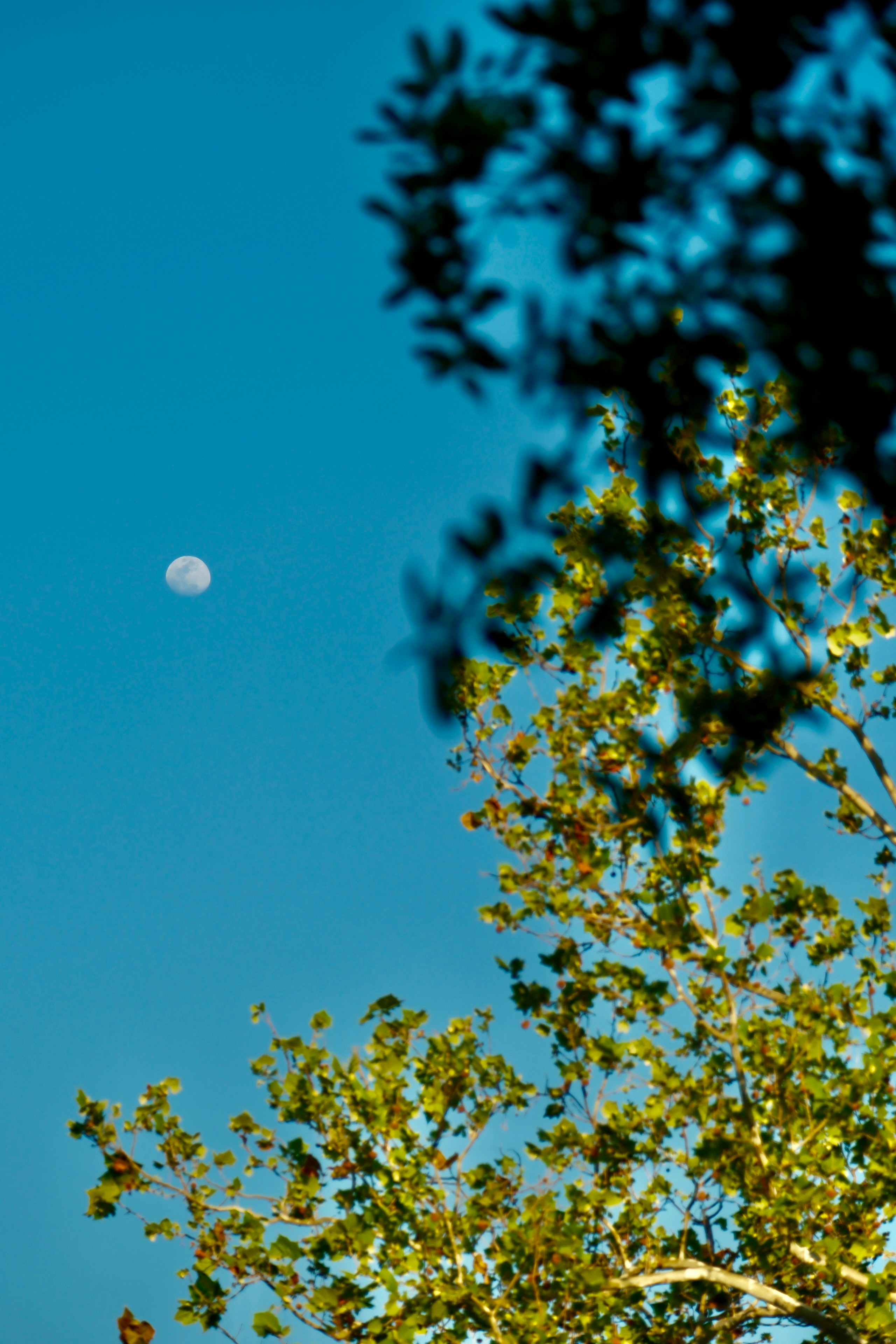 Moonlit Sky Over Blooming Branches