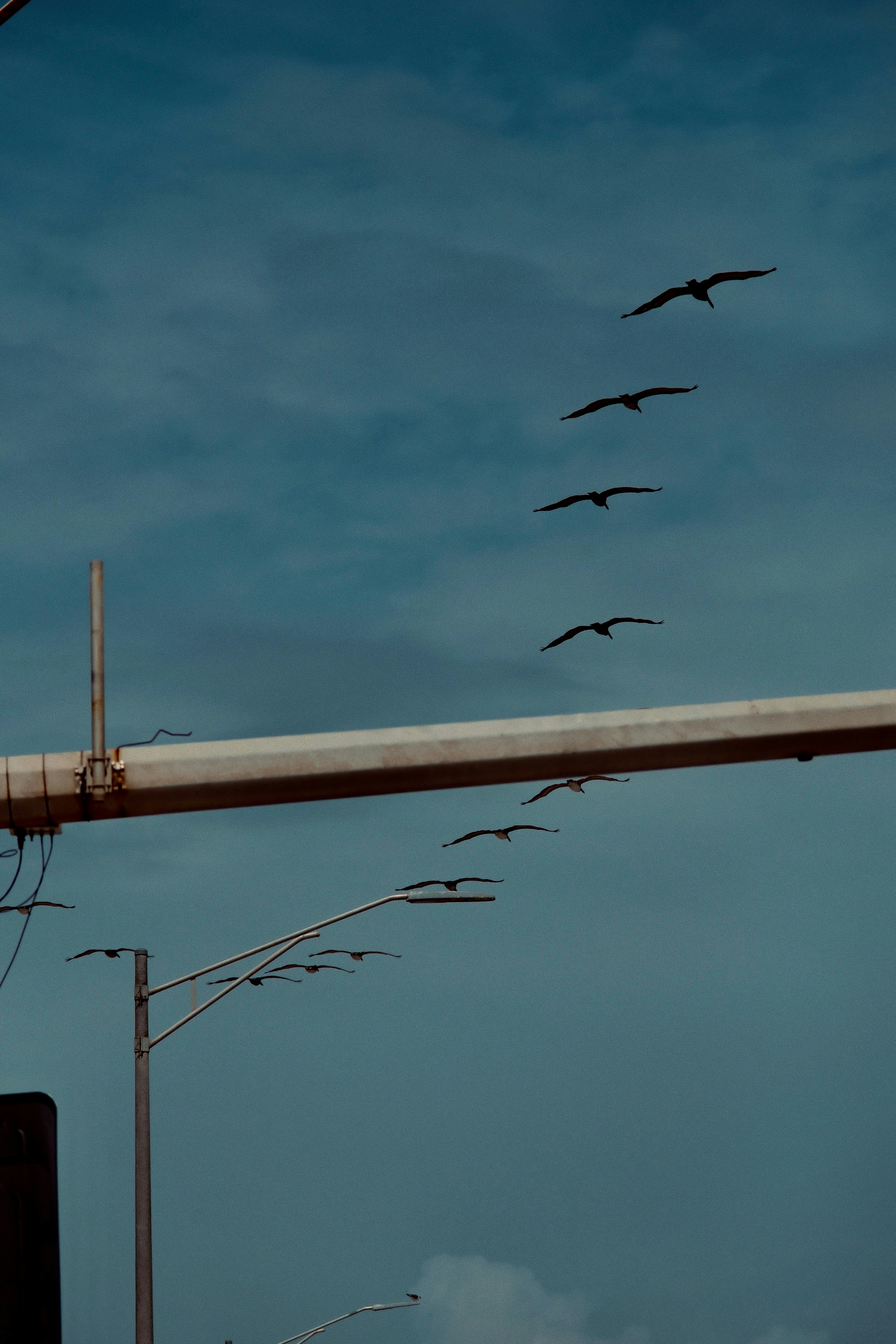 V formation over steel and sky