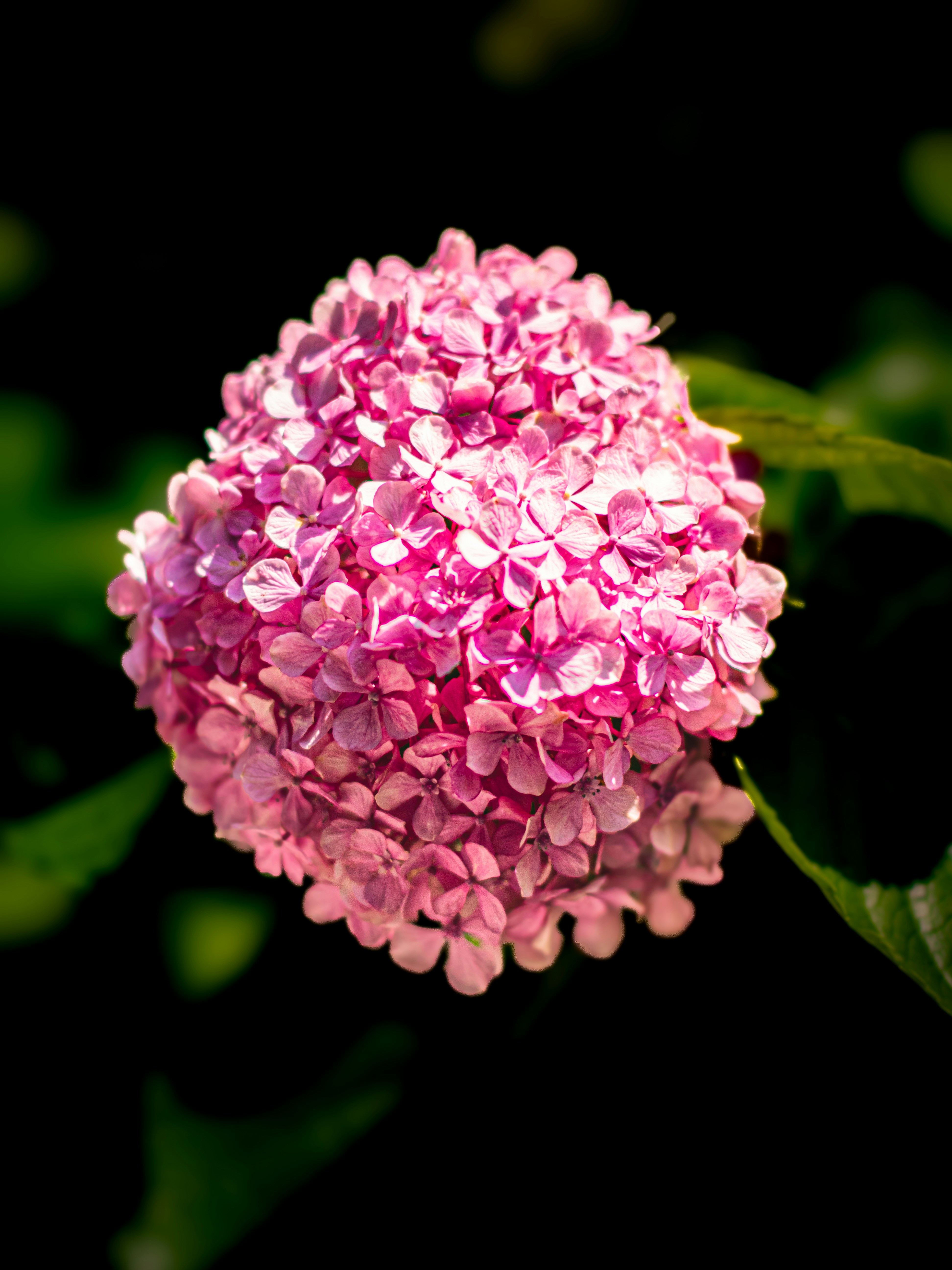 Pink Hydrangea Globe in Focus: A Bloom Amidst Night Dark