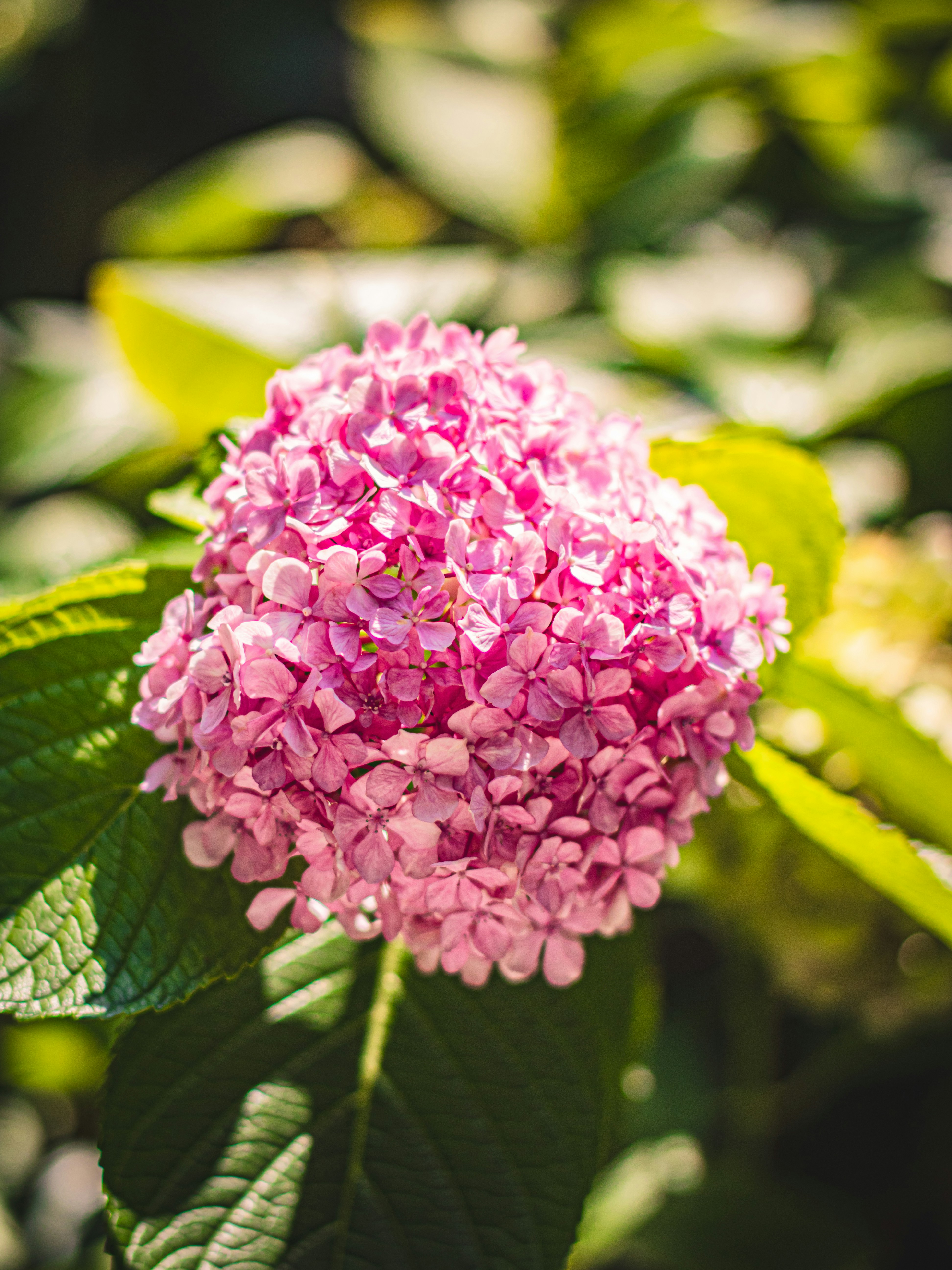Hydrangea Bloom: A Soft Pink Moment in Dappled Sunlight