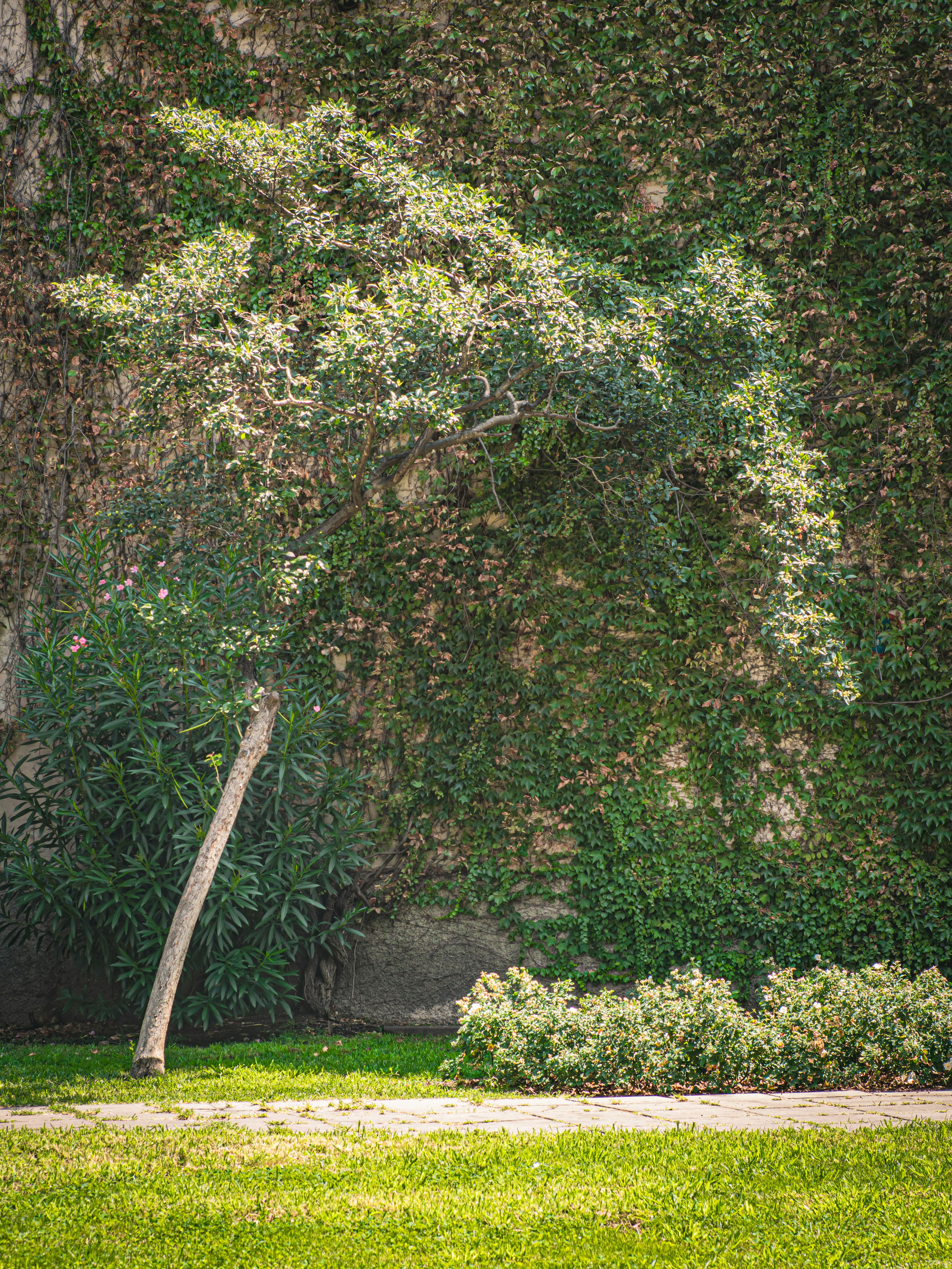 Sunlit Ivy Curtain and Leaning Trunk in a Quiet Garden Nook