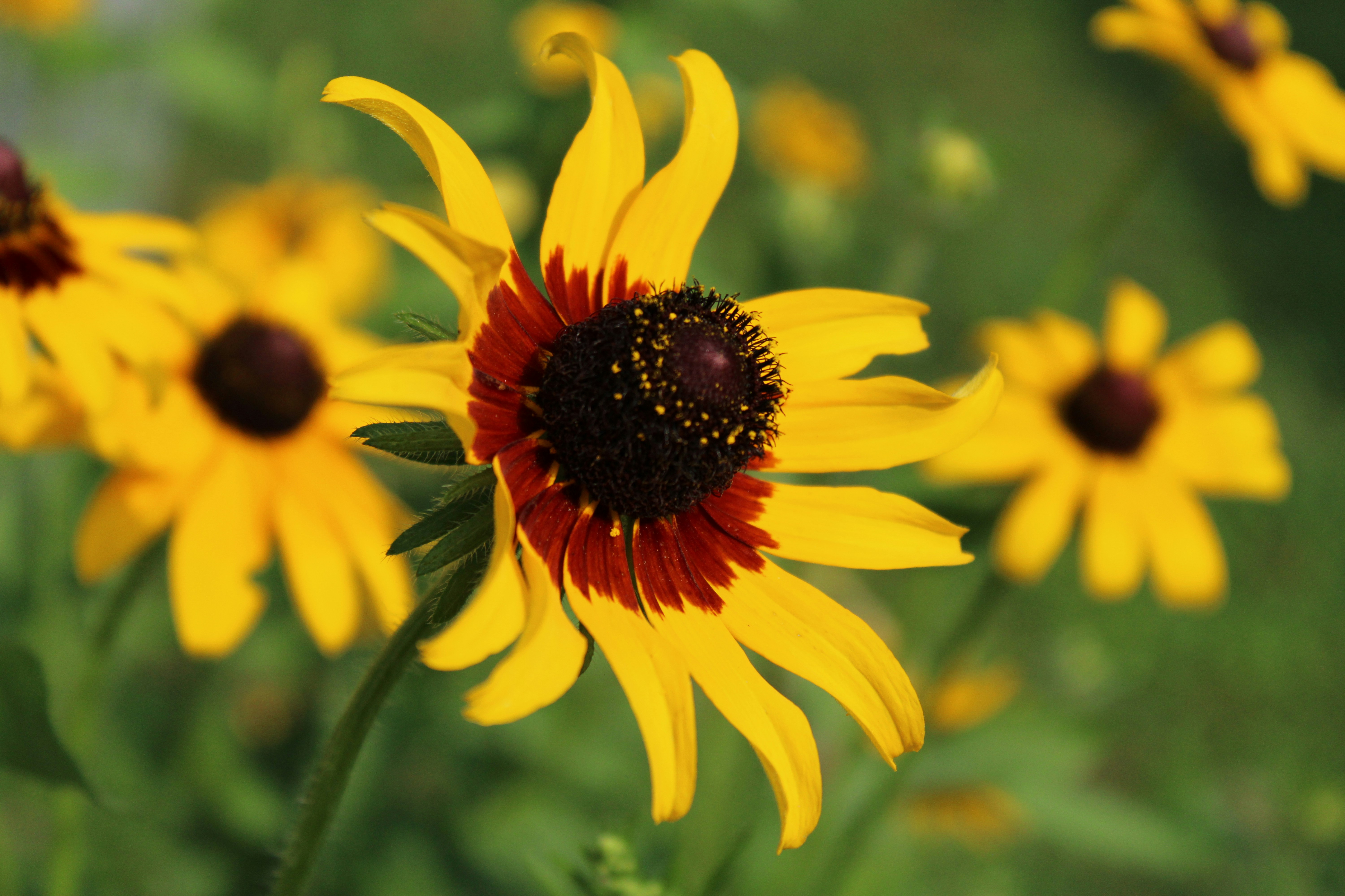 Sunlit Centerpiece: A Bold Center-Stage Bloom in a Sea of Yellow