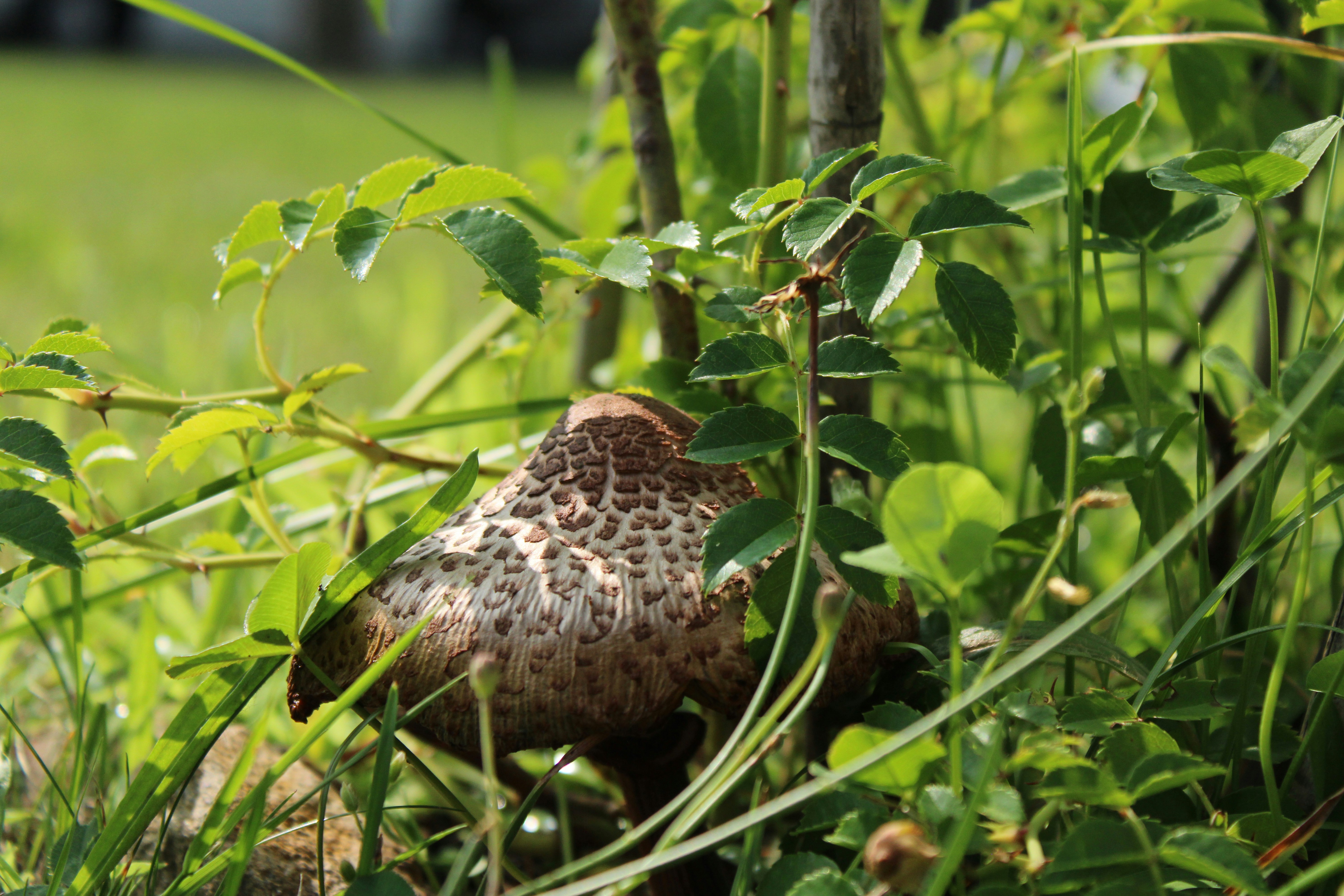 Hidden Bramble Beneath the Foraged Anthill