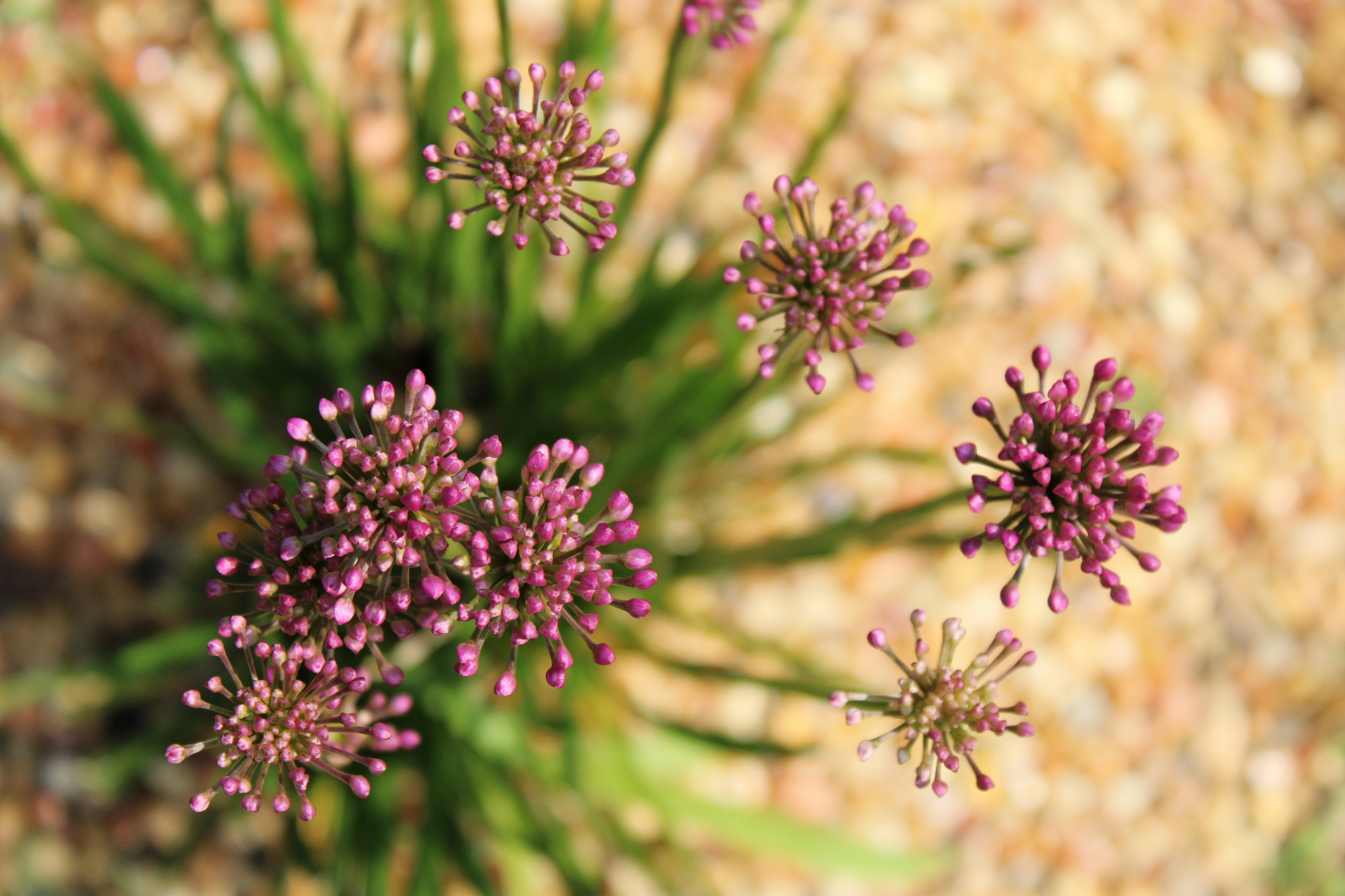 purple allium (i think)