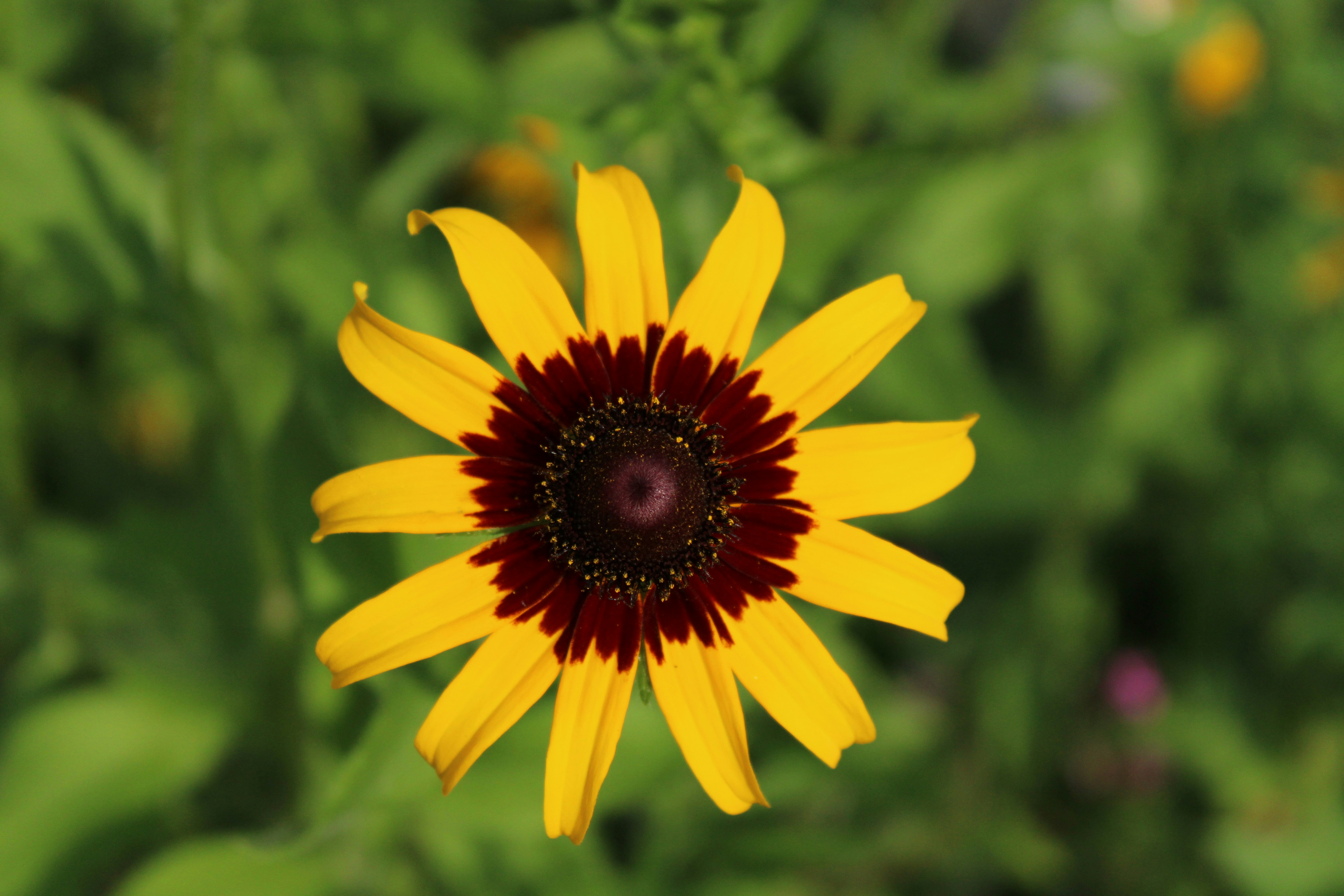 Golden-Bound Bloom: A Sunlit Core in Focus