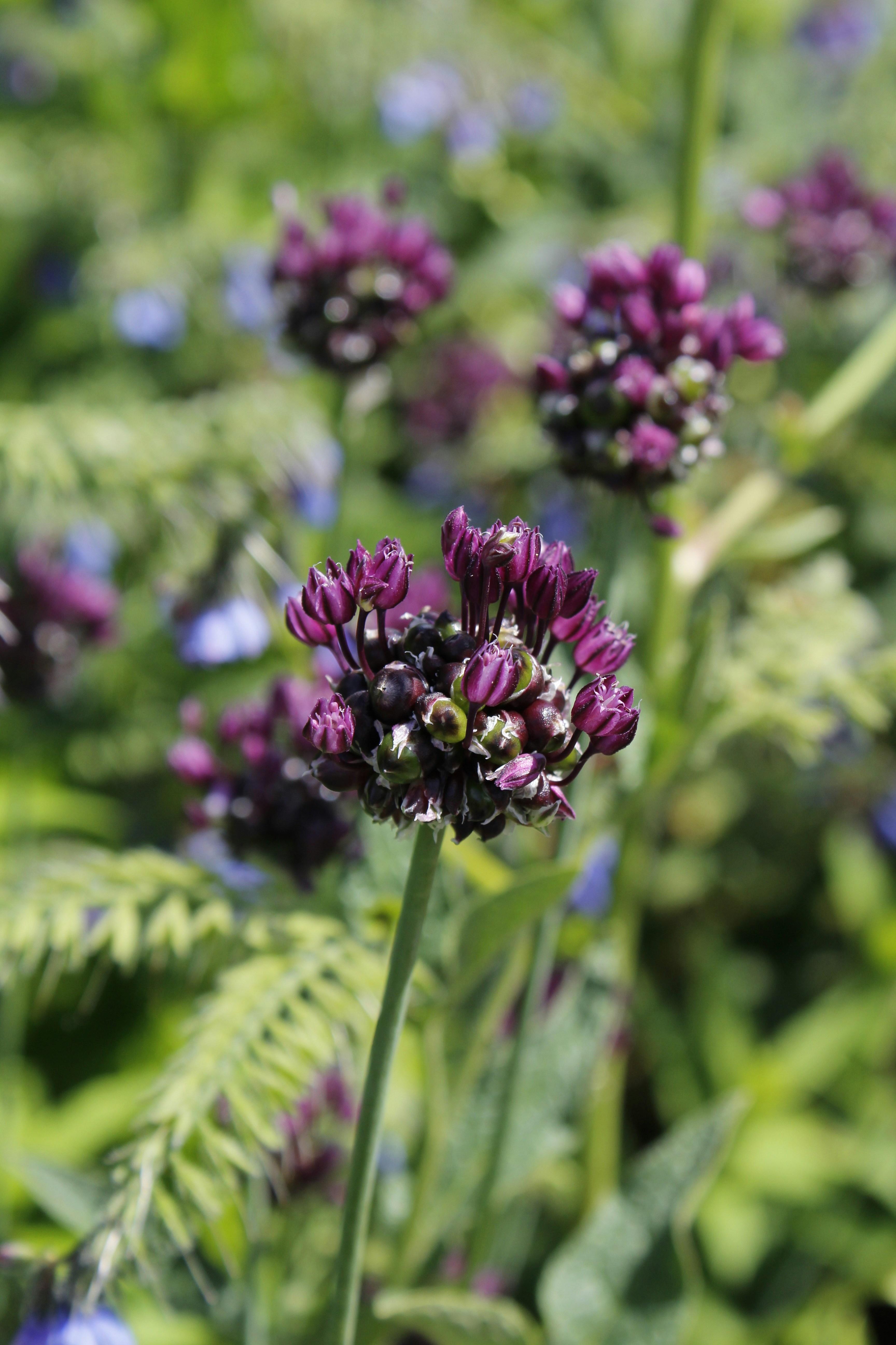 Close-up of a purple flower head with a blurred garden background, highlighting a single central bloom amid lush greenery.