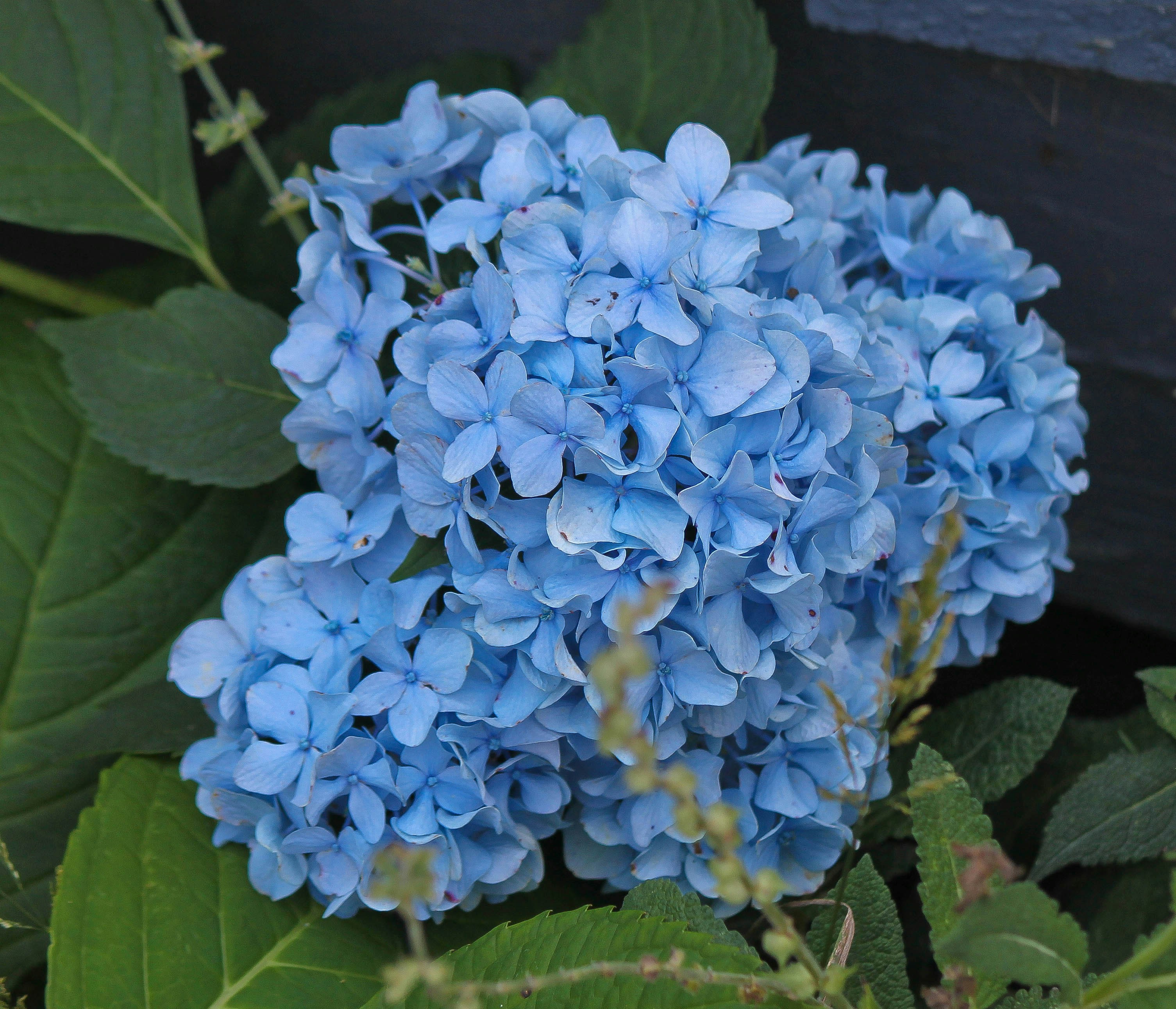 A lush blue hydrangea bloom fills the frame, with surrounding dark foliage providing contrast and depth. The image emphasizes petal texture and natural color in a calm garden setting.