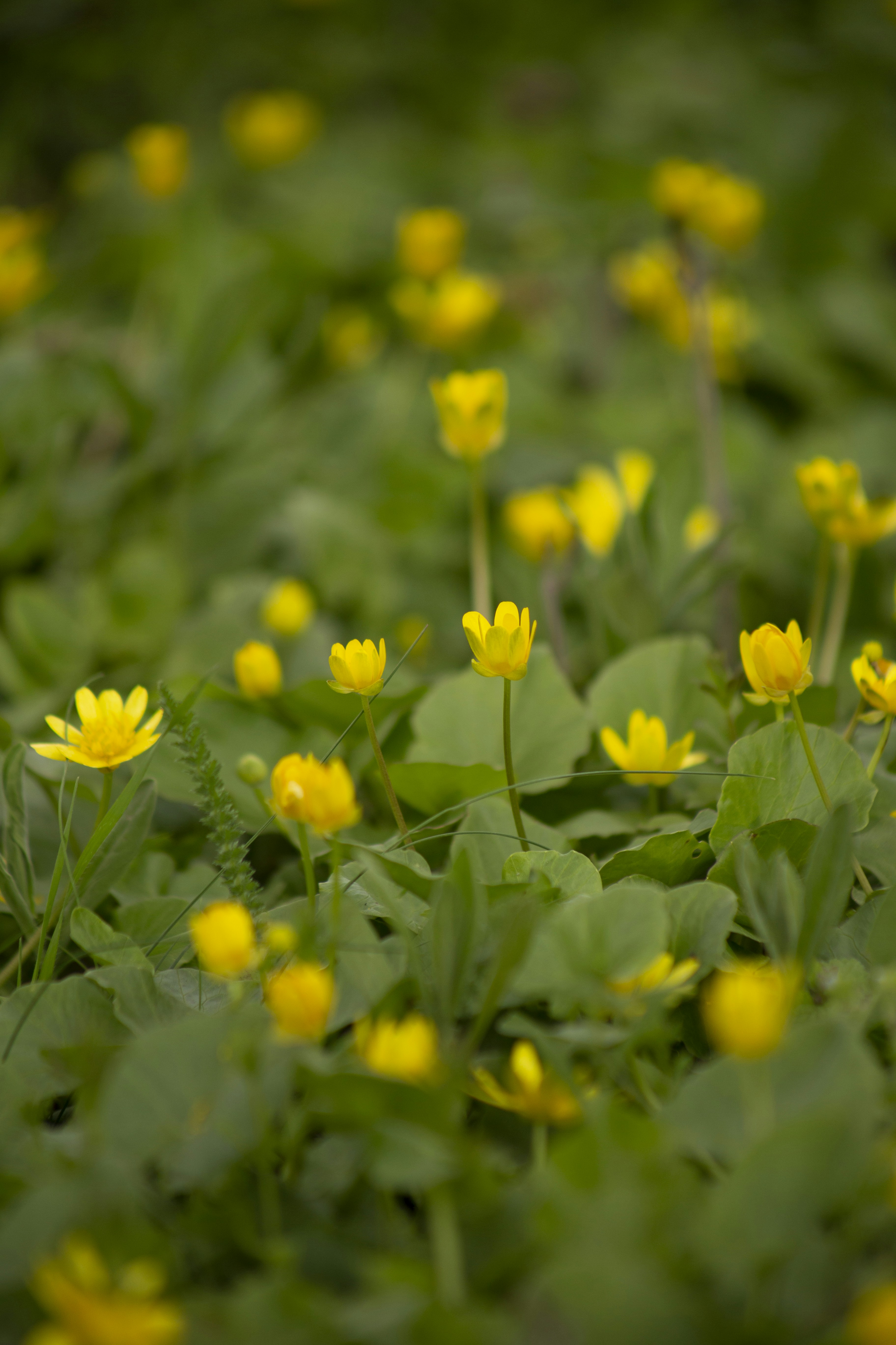 Sunlit Yellow Blooms in a Gentle Meadow