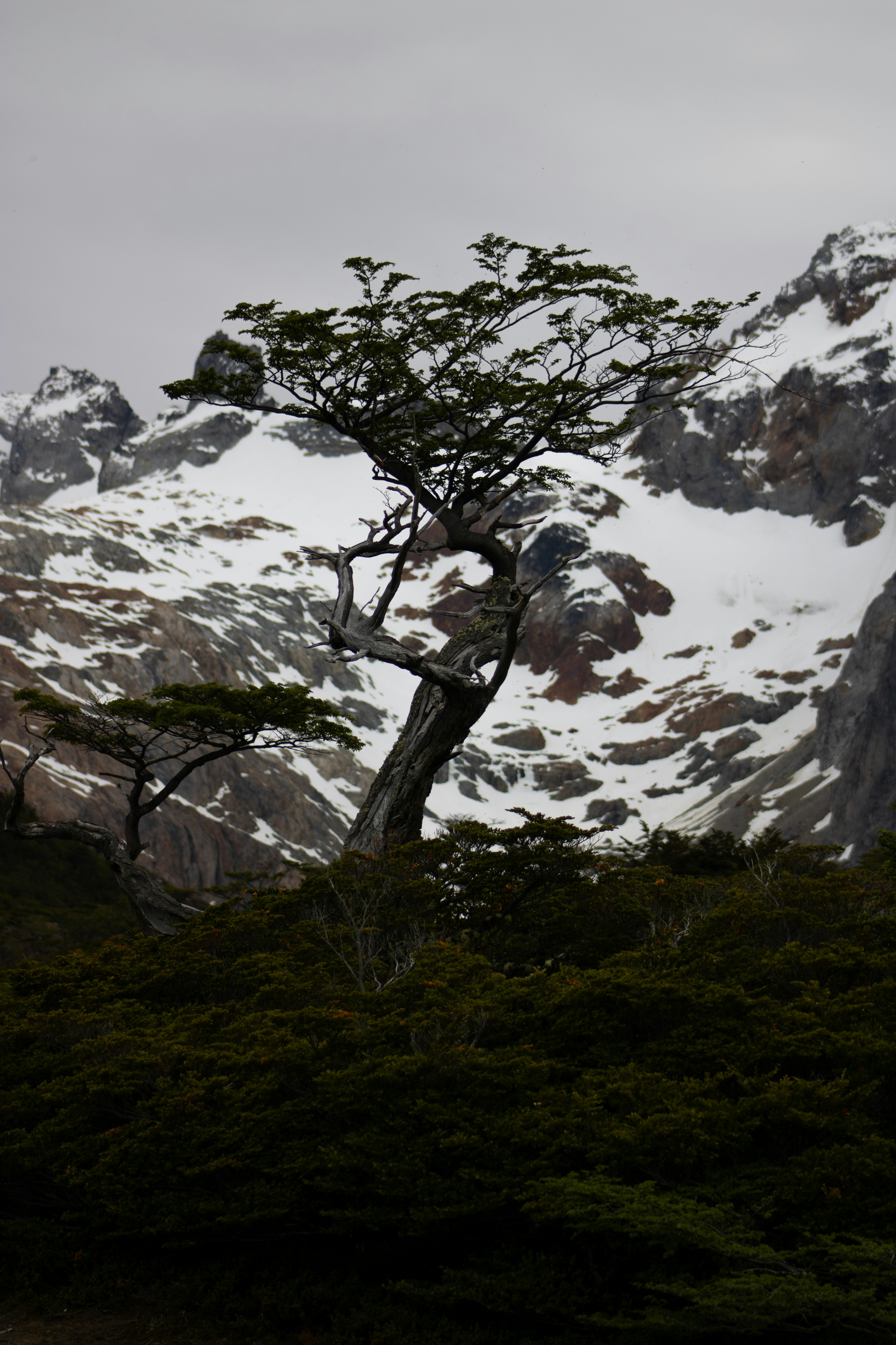Wind-Sculpted Pineponi: A Lone Tree Against Glacial Peaks