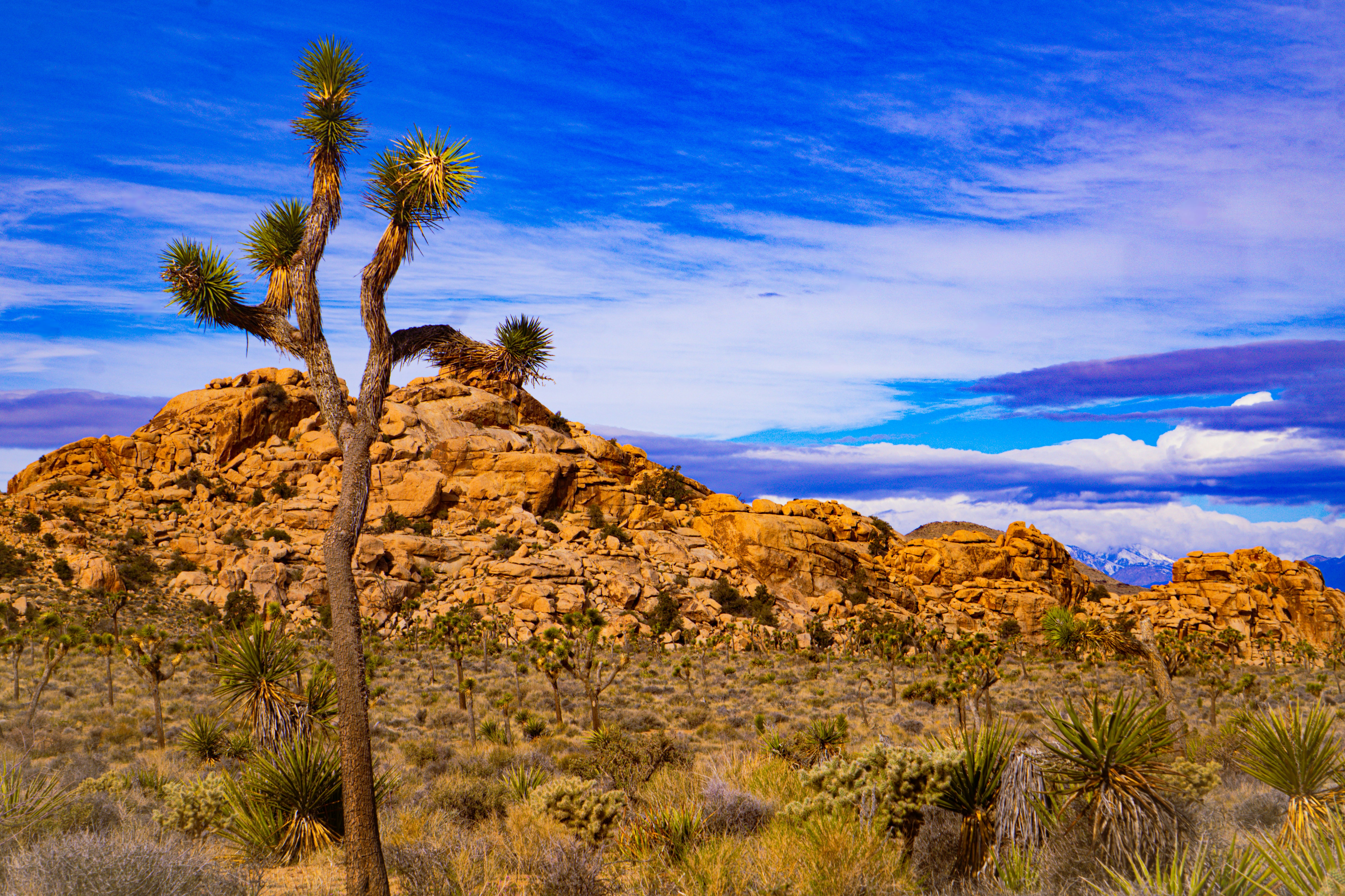 Desert Joshua Tree Sentinel Beneath a Tempest of Blue