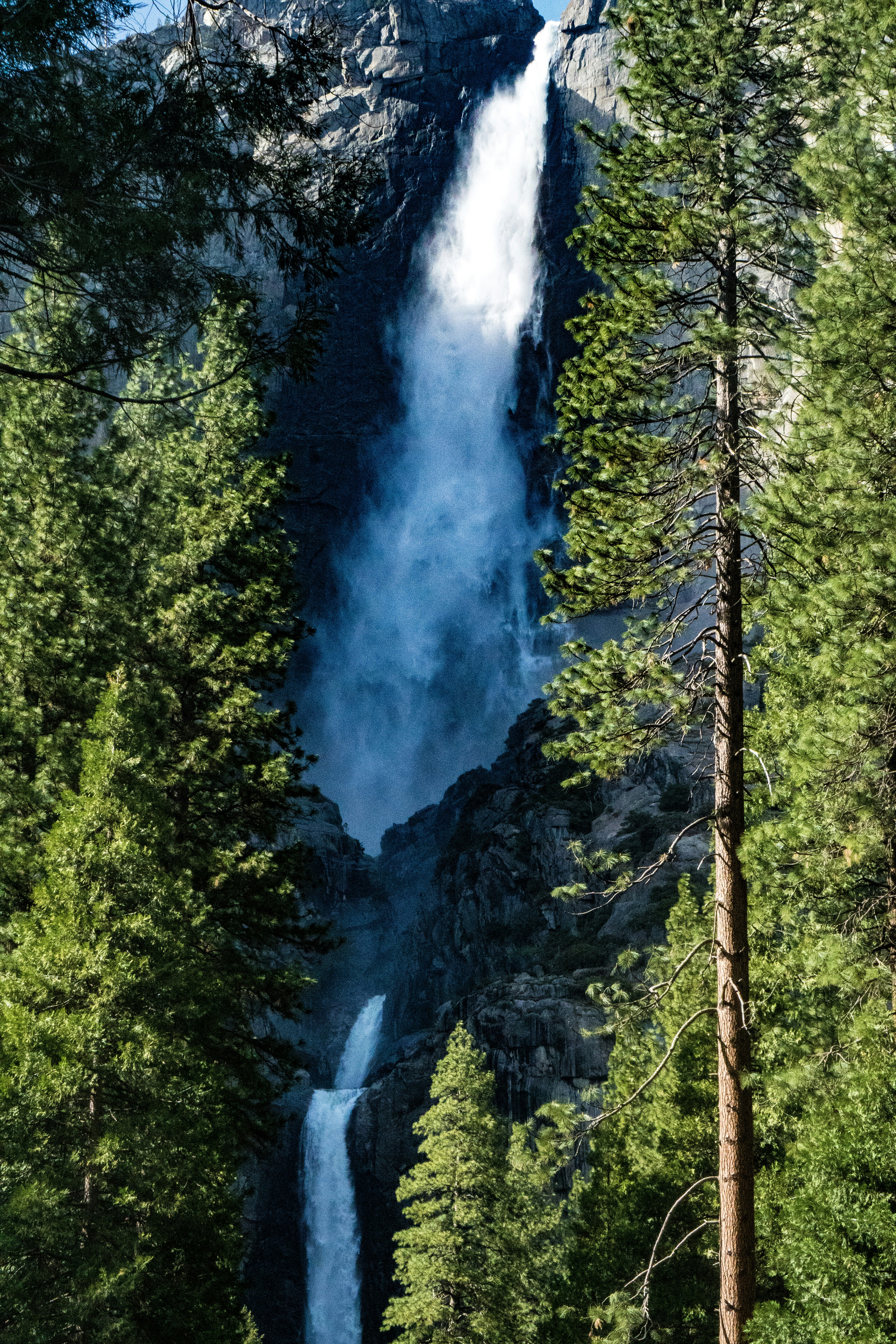 Cascading Majesty: a Basalt Cliff Framed by Pine Giants