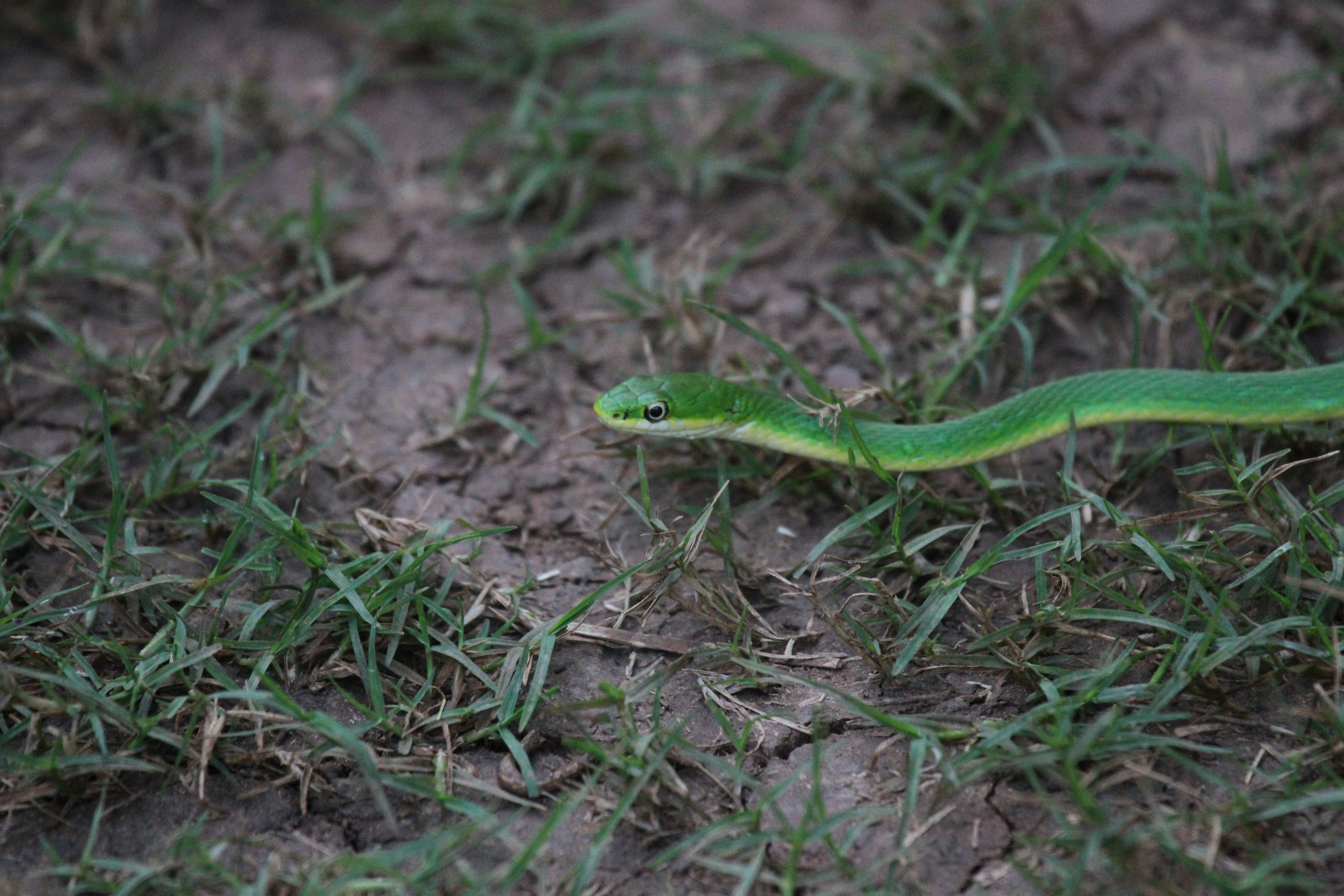 Lithe Green Vigil: A Green Snake Quietly Traverses a Patch of Dirt and Grass