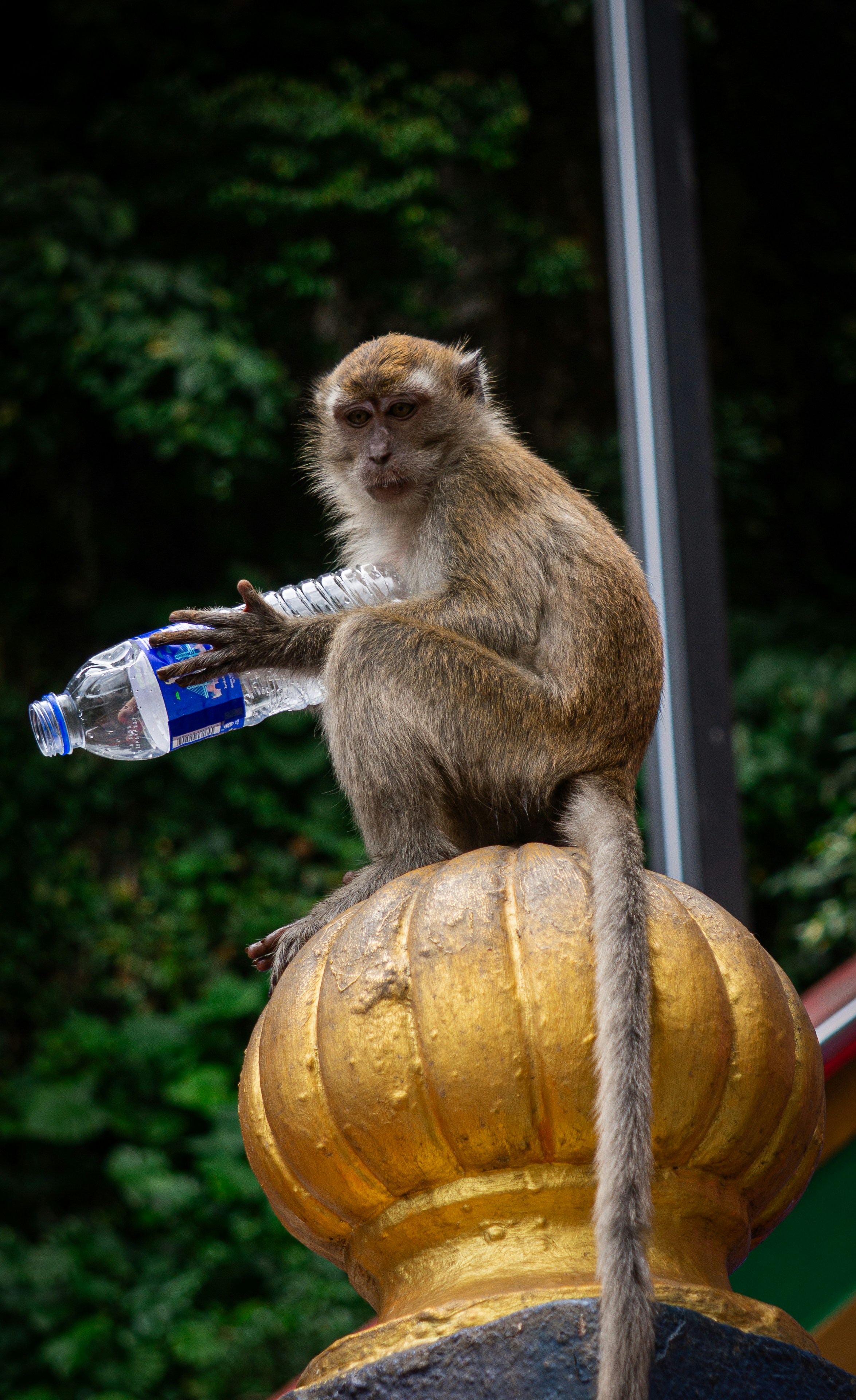 Gesture of Curiosity: A Monkey with a Water Bottle in Quiet Urban Greens
