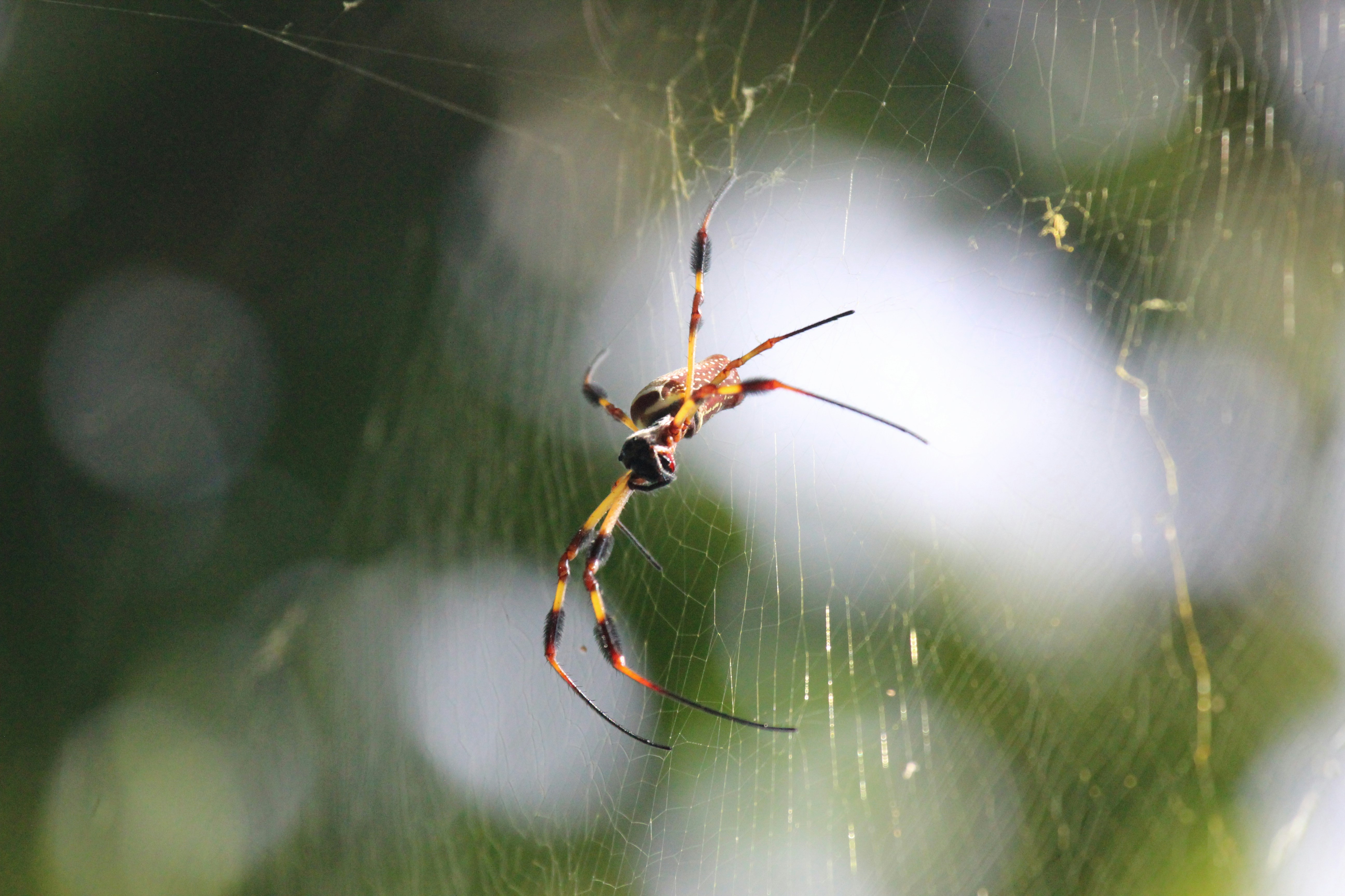 Orb-weaver spider suspended in its web with out-of-focus green background and light bokeh; macro-like detail of silk strands and legs against a soft, natural backdrop.