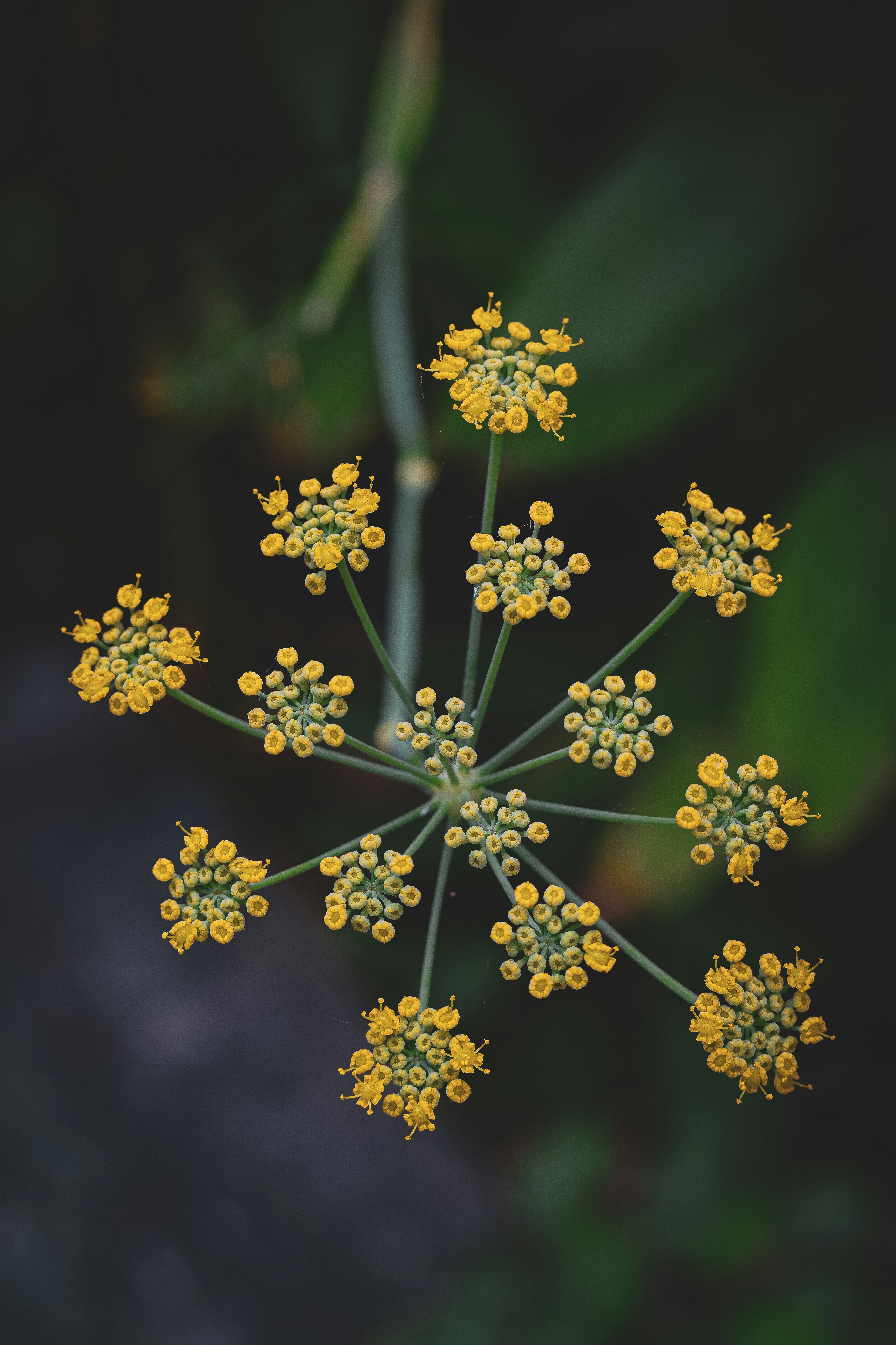 Yellow Umbel in Focus: Delicate Ivy-like Stems Radiate from a Central Node