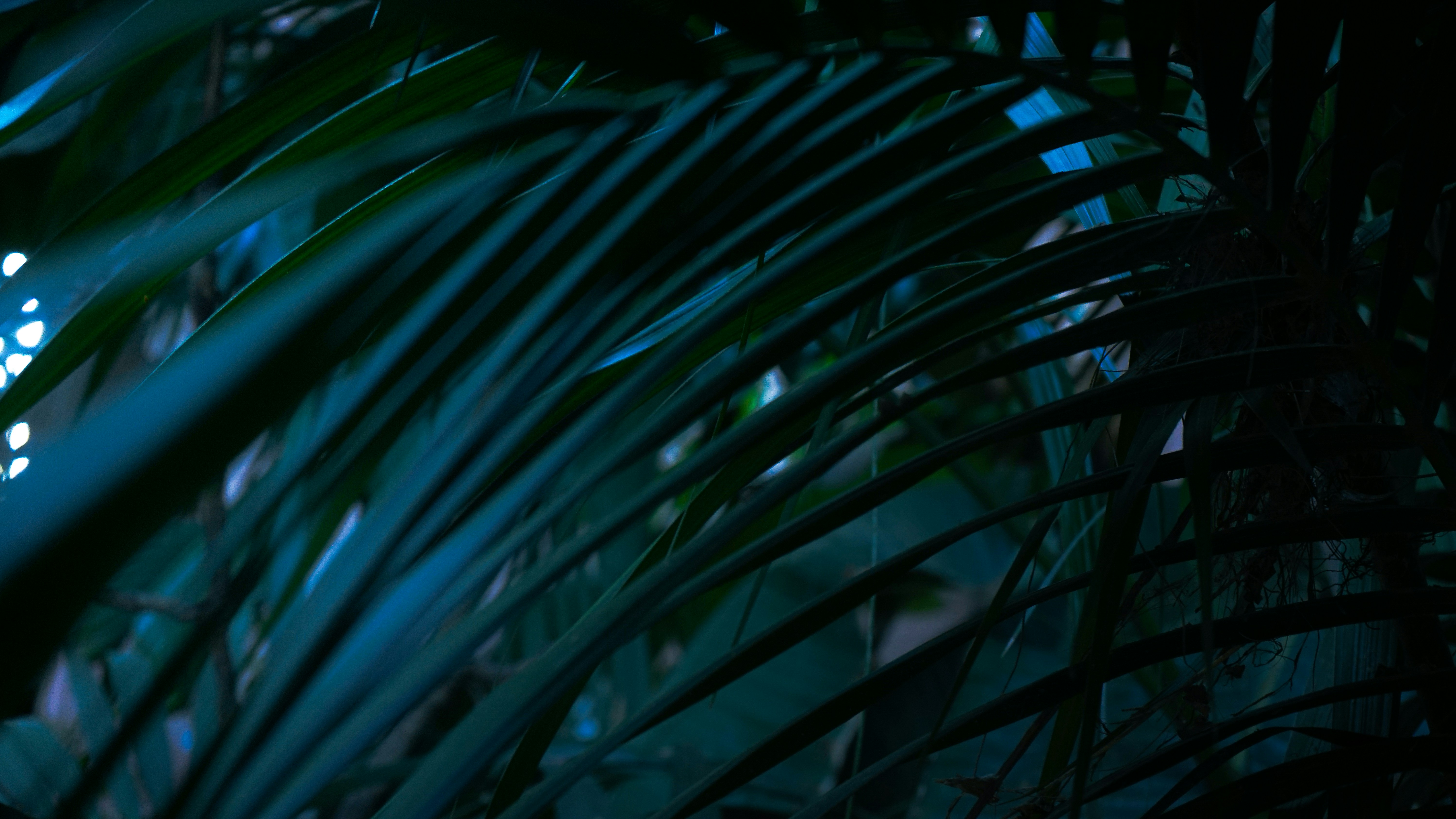 Moonlit Ferns: Hidden Depths in a Tropical Understory